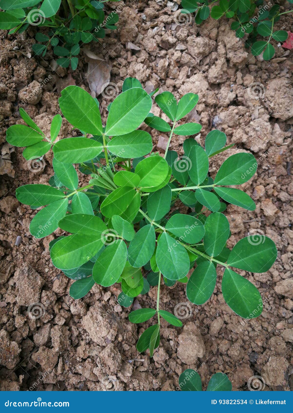 Peanut Plant Stock Photos - Download 7,028 Royalty Free Photos