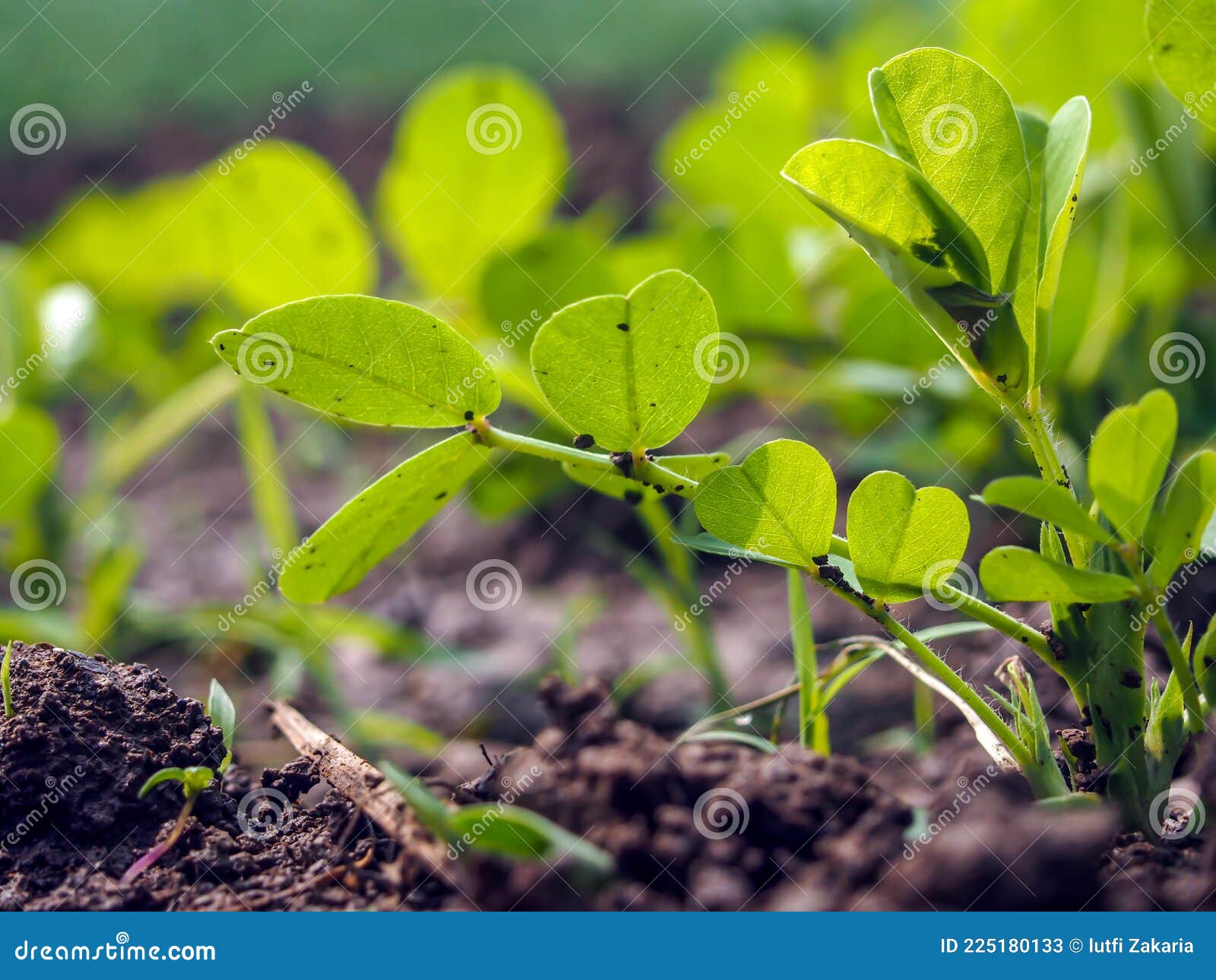 Peanut Plant , Peanet Tree , Leave Peanut Stock Image - Image of tree ...