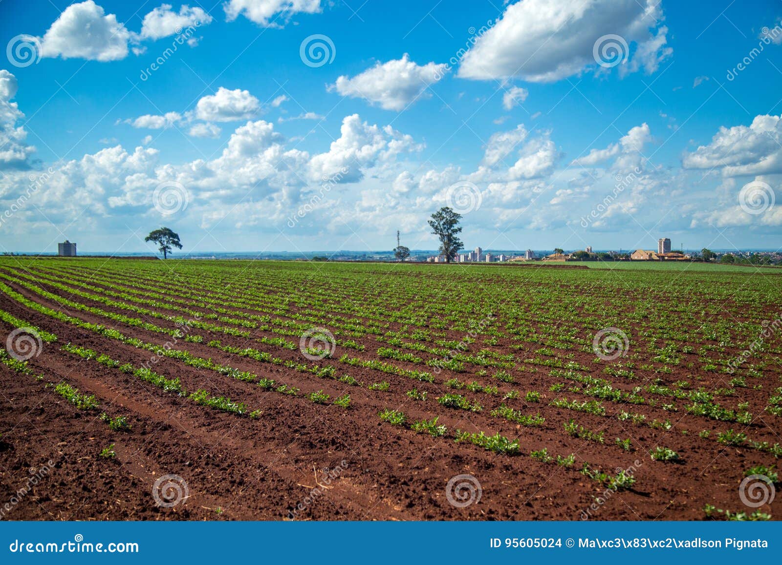 Peanut Plantation Field Bean Stock Photo - Image of health, green: 95605024