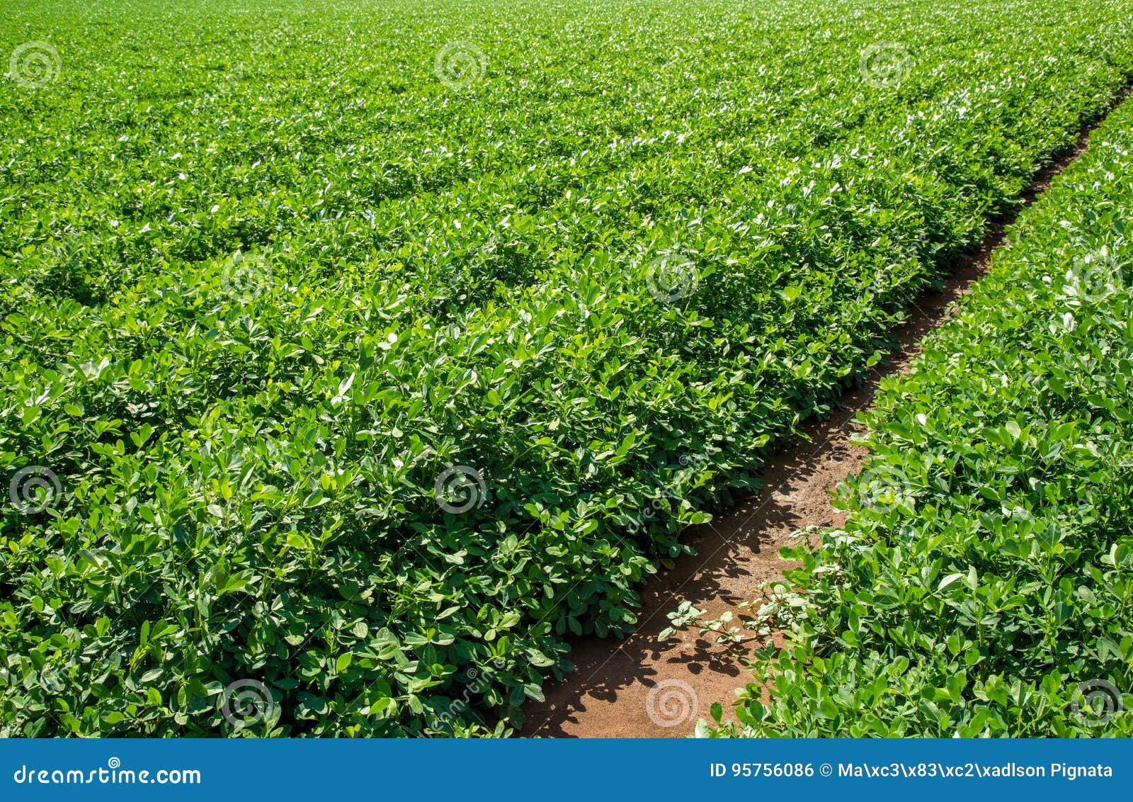 Peanut plantation field stock photo. Image of garden - 95756086