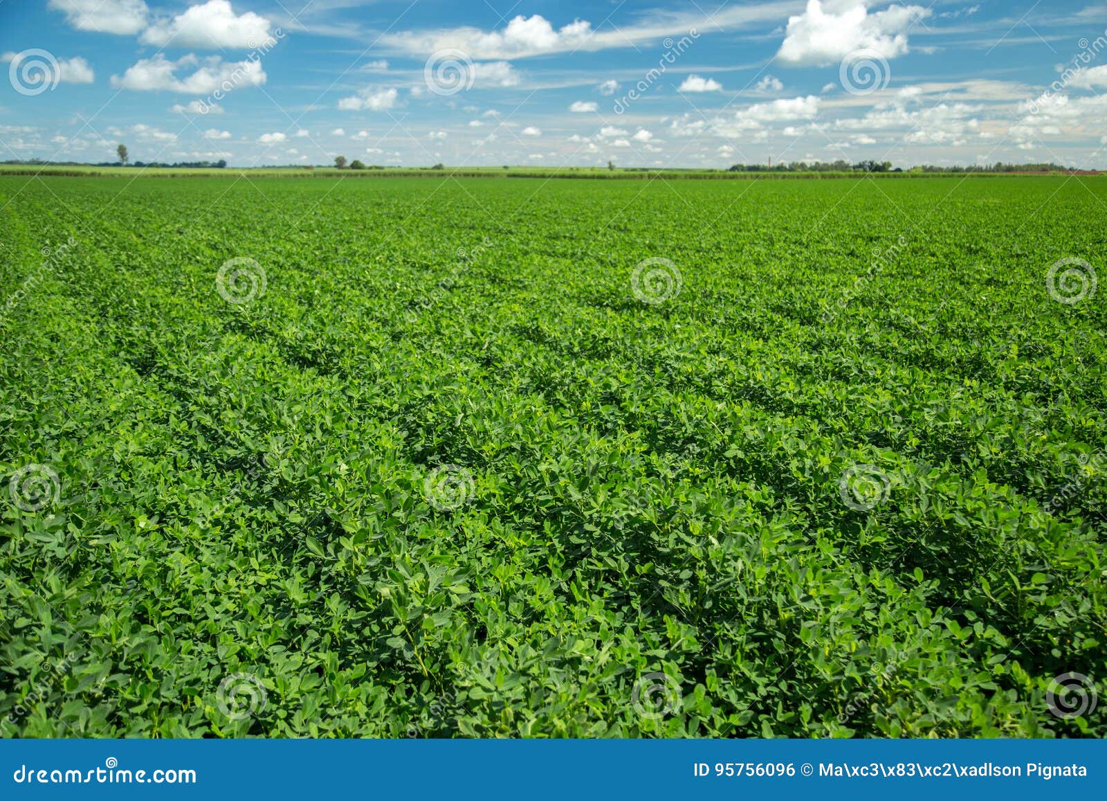 Peanut plantation field stock photo. Image of ground - 95756096