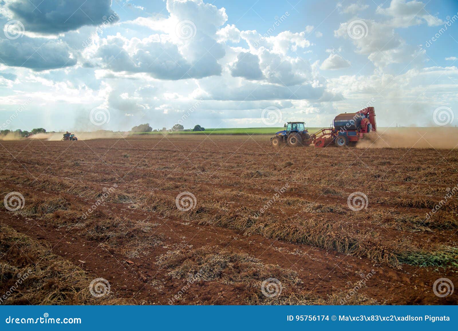Peanut plantation field stock photo. Image of aerial - 95756174