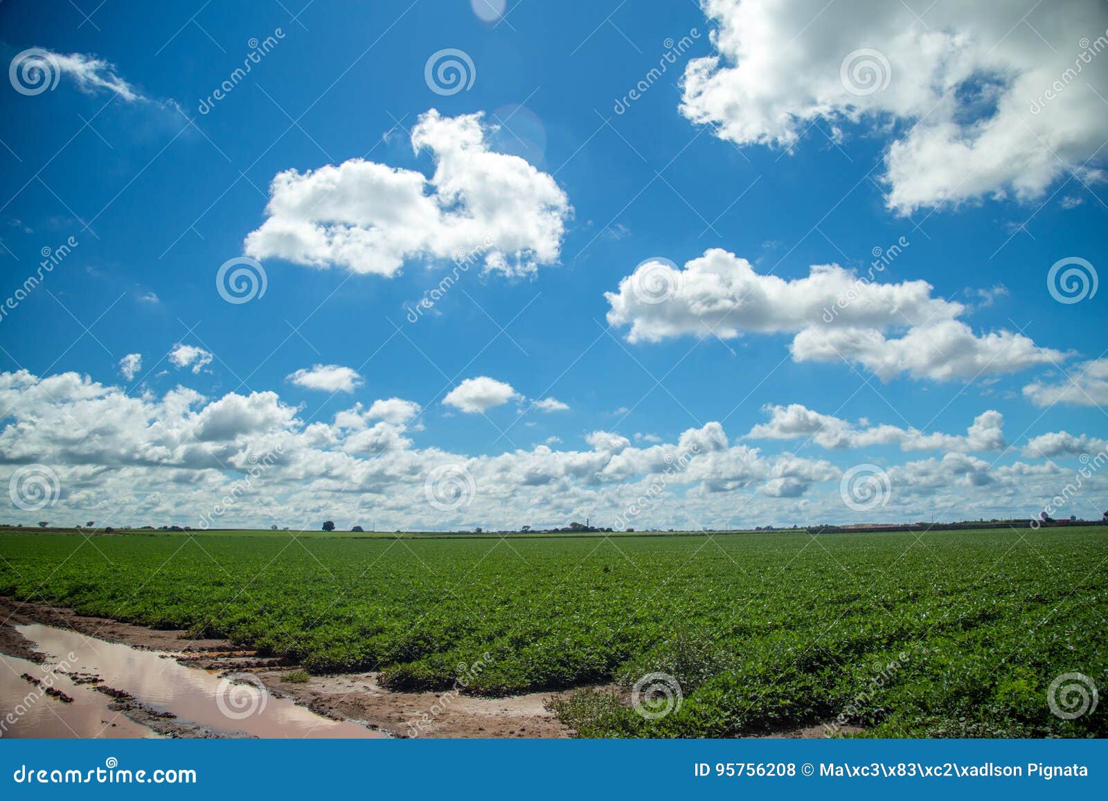 Peanut plantation field stock photo. Image of harvest - 95756208