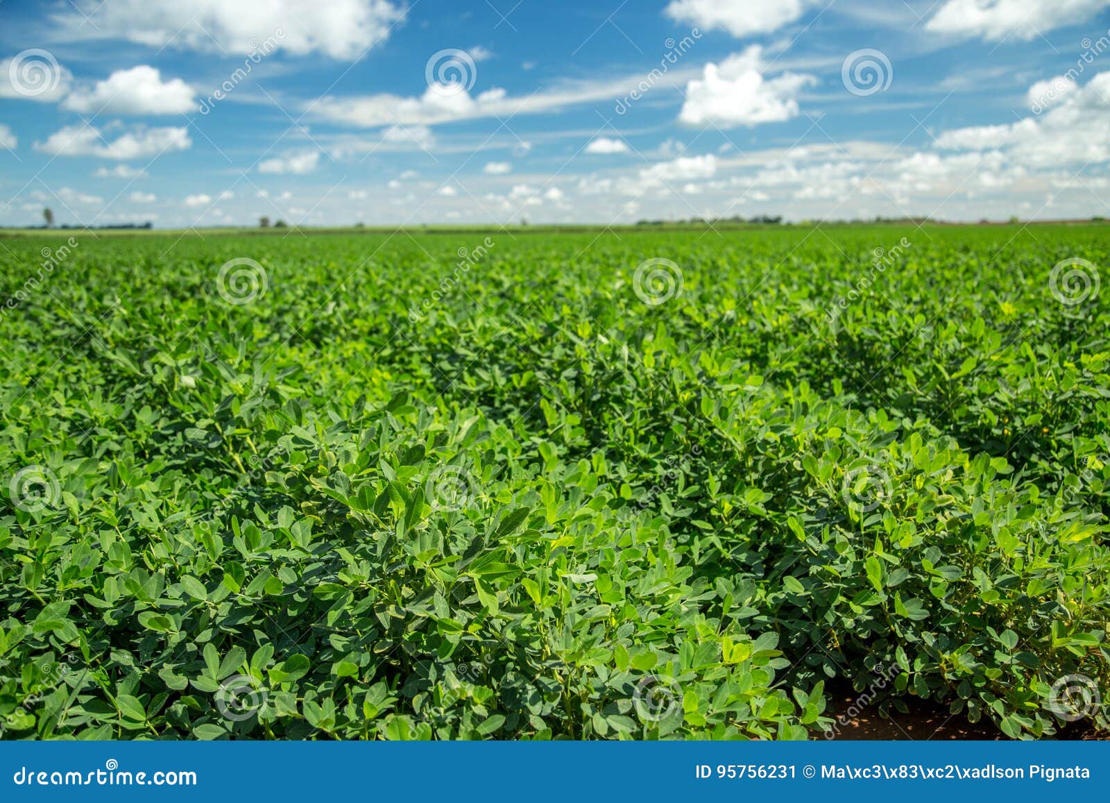 Peanut plantation field stock image. Image of farmer - 95756231