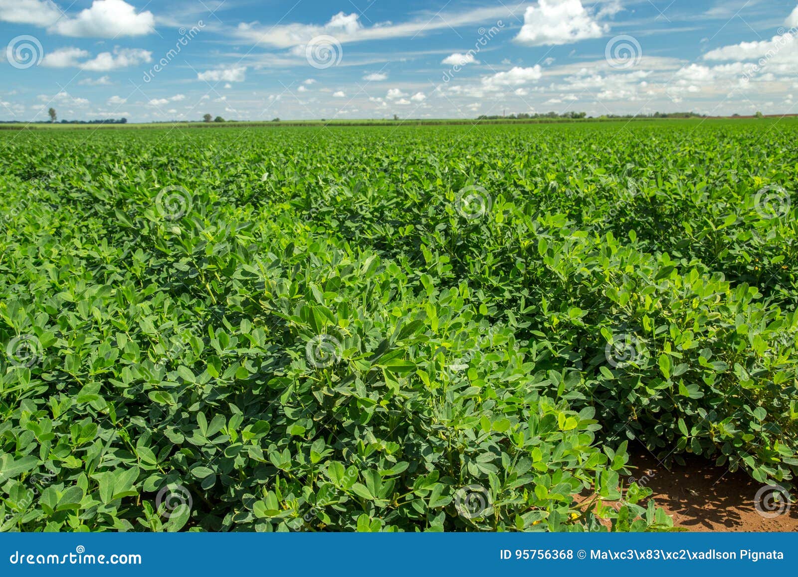 Peanut plantation field stock photo. Image of health - 95756368
