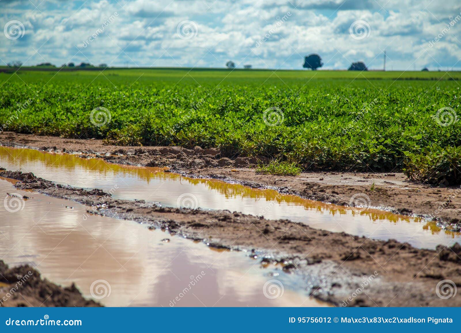 Peanut plantation field stock photo. Image of farm, countryside - 95756012