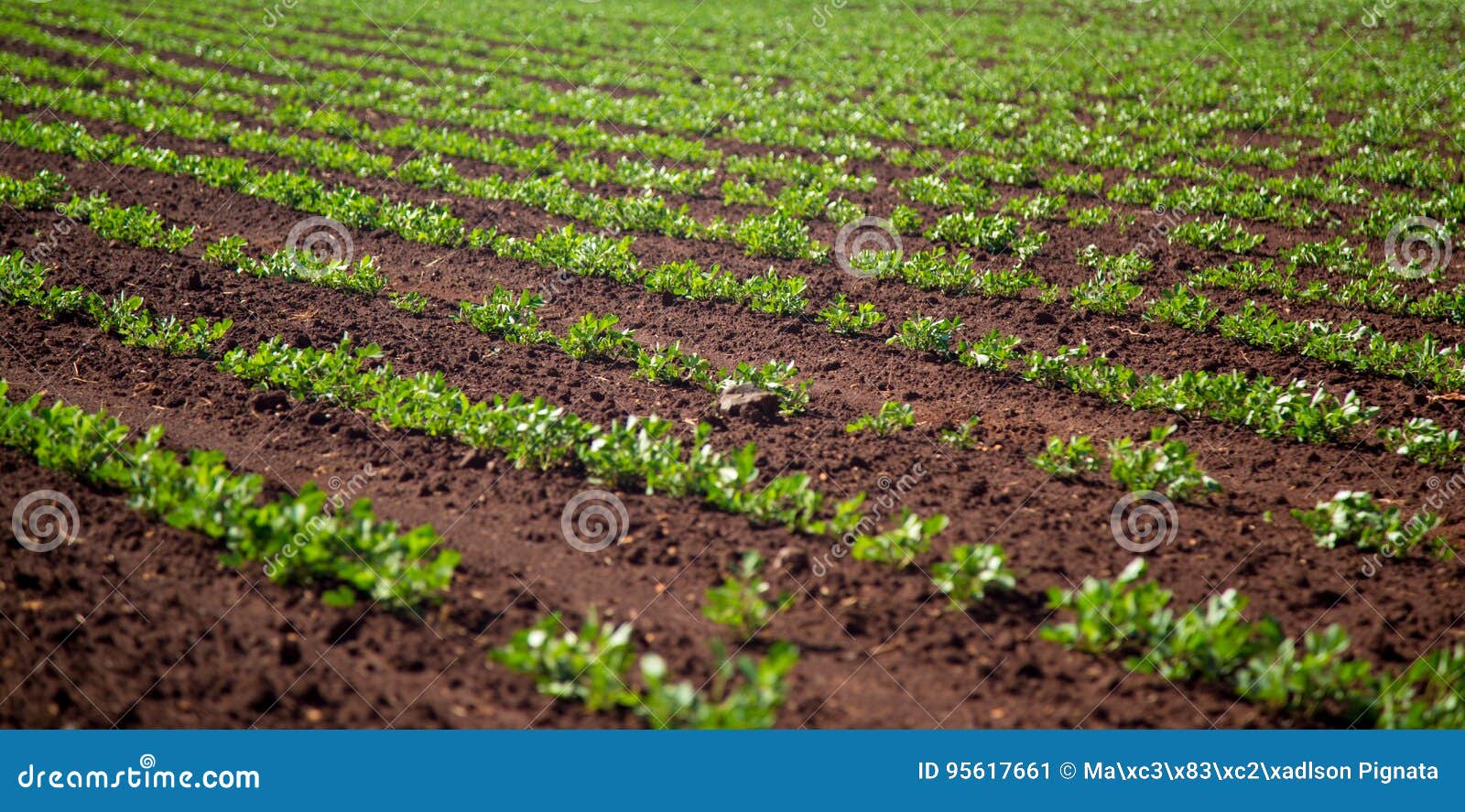 Peanut Plantation Field Plant Stock Image - Image of farming, fresh ...