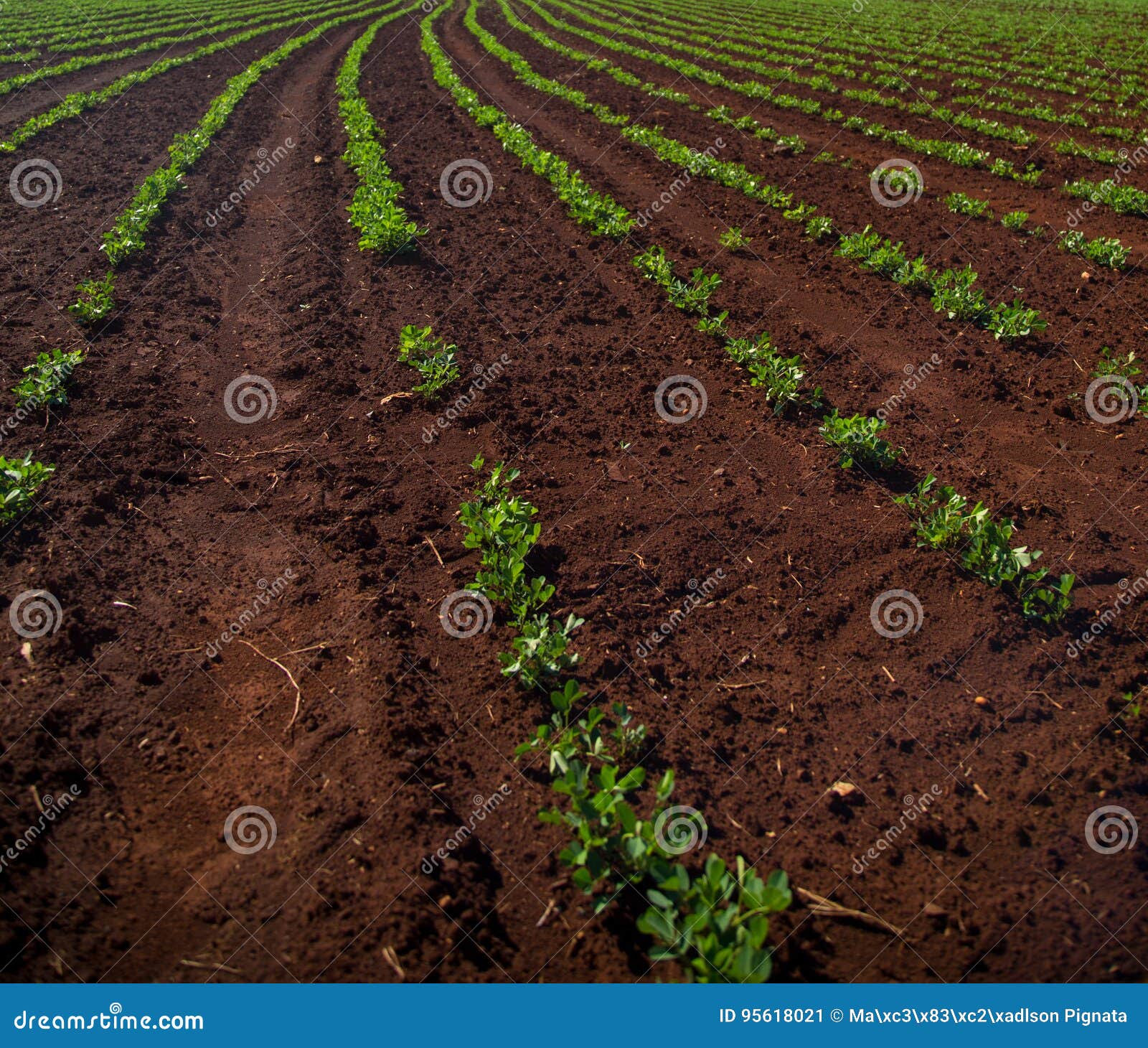 Peanut Plantation Field Plant Stock Image - Image of earth, farm: 95618021