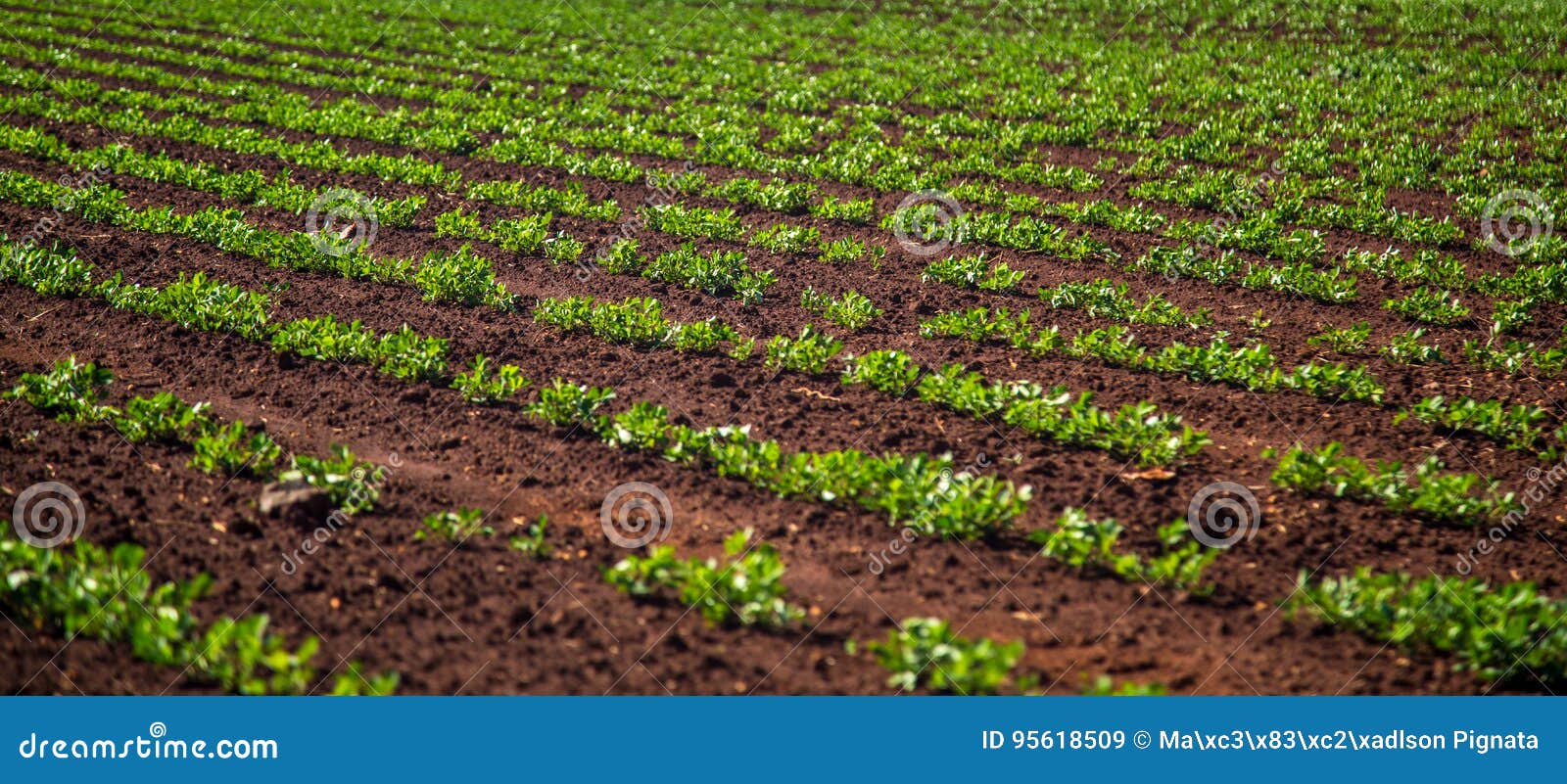 Peanut Plantation Field Plant Stock Image - Image of brazil, healthy ...