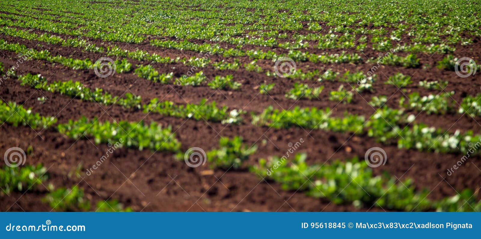 Peanut Plantation Field Plant Stock Image - Image of grow, farmland ...