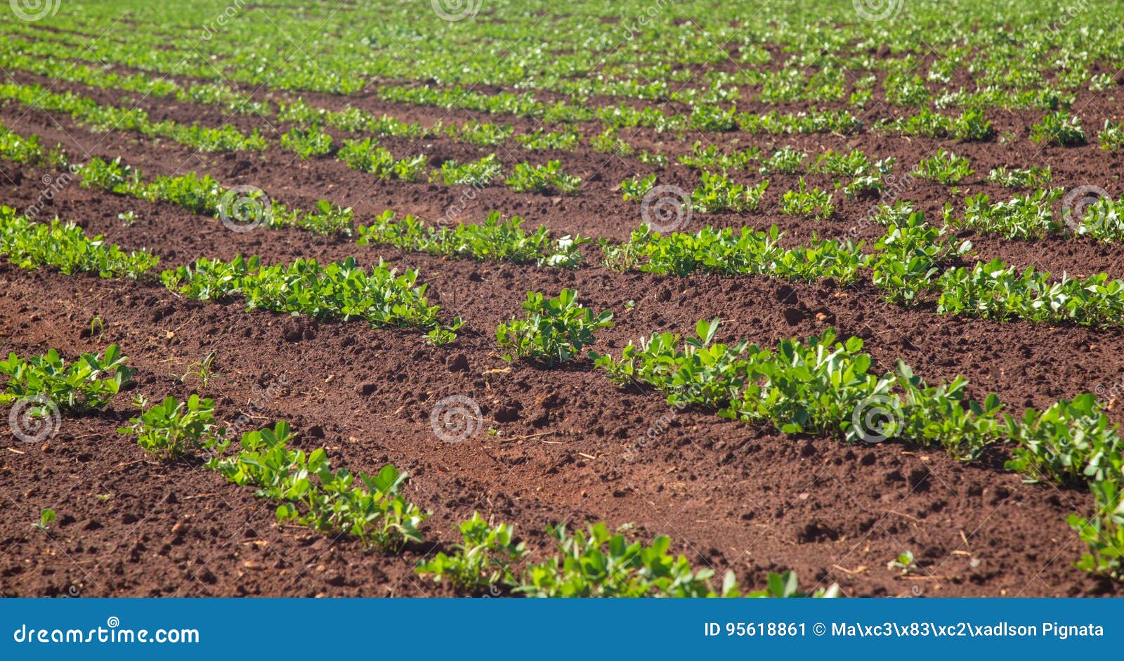Peanut Plantation Field Plant Stock Image - Image of background ...