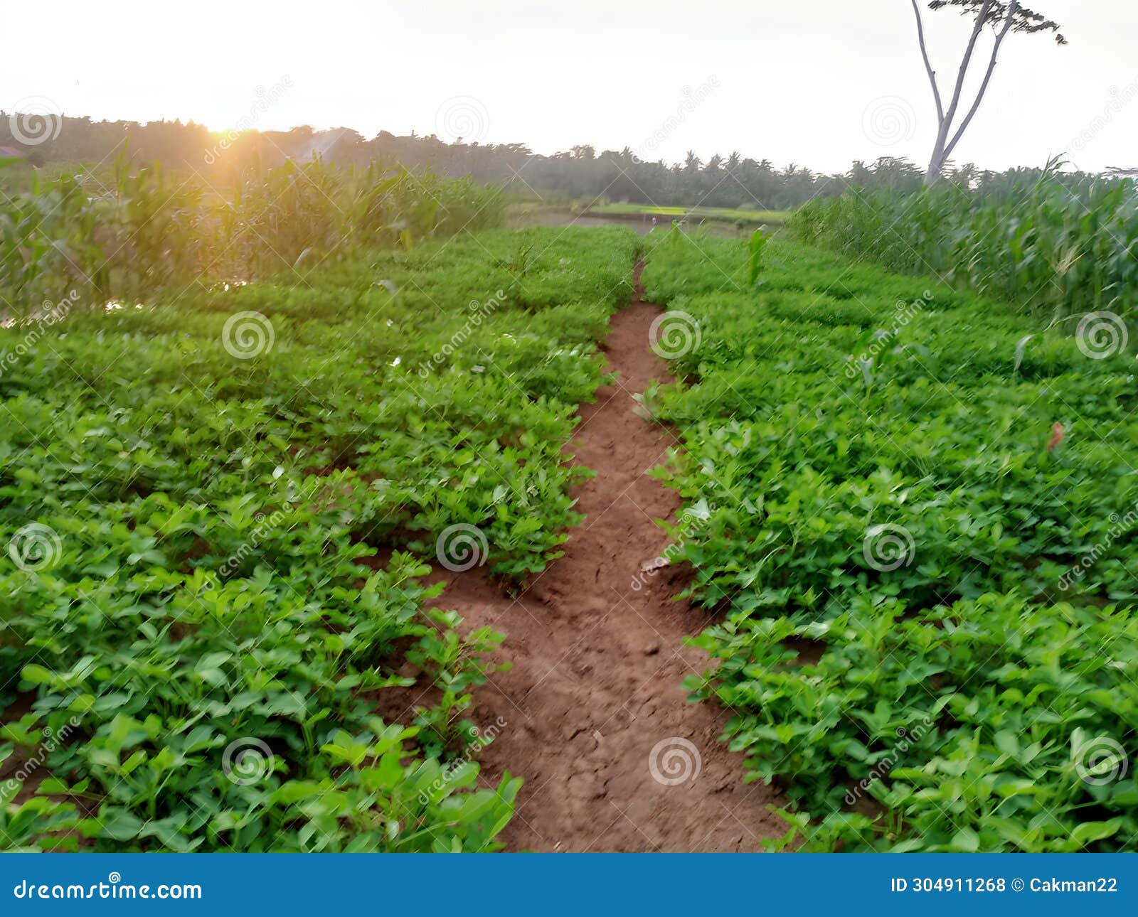 Peanut Plants and Crystal Corn Stock Photo - Image of sunset, plants ...