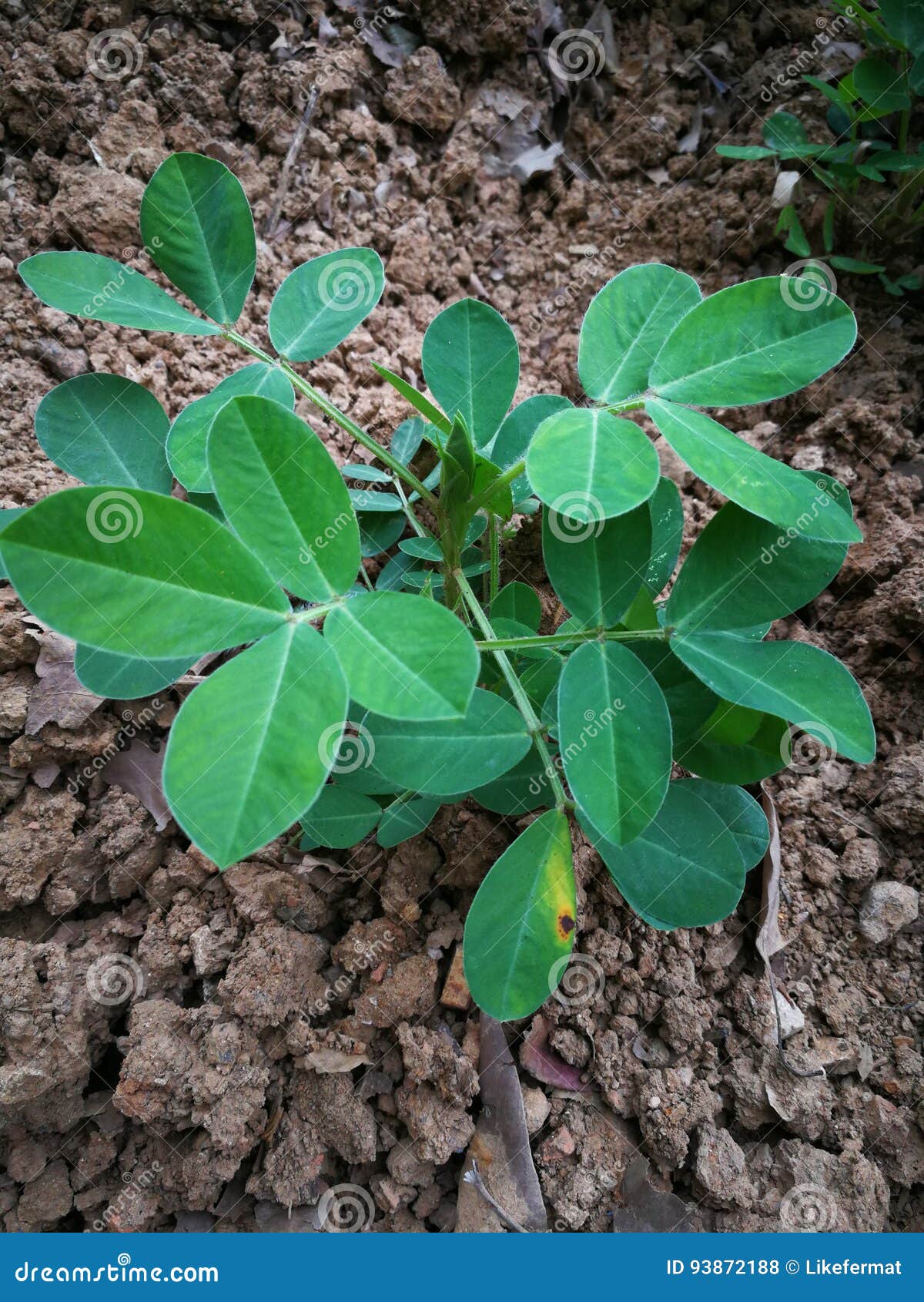 Peanut Plants In Vegetable Beds Royalty-Free Stock Image ...