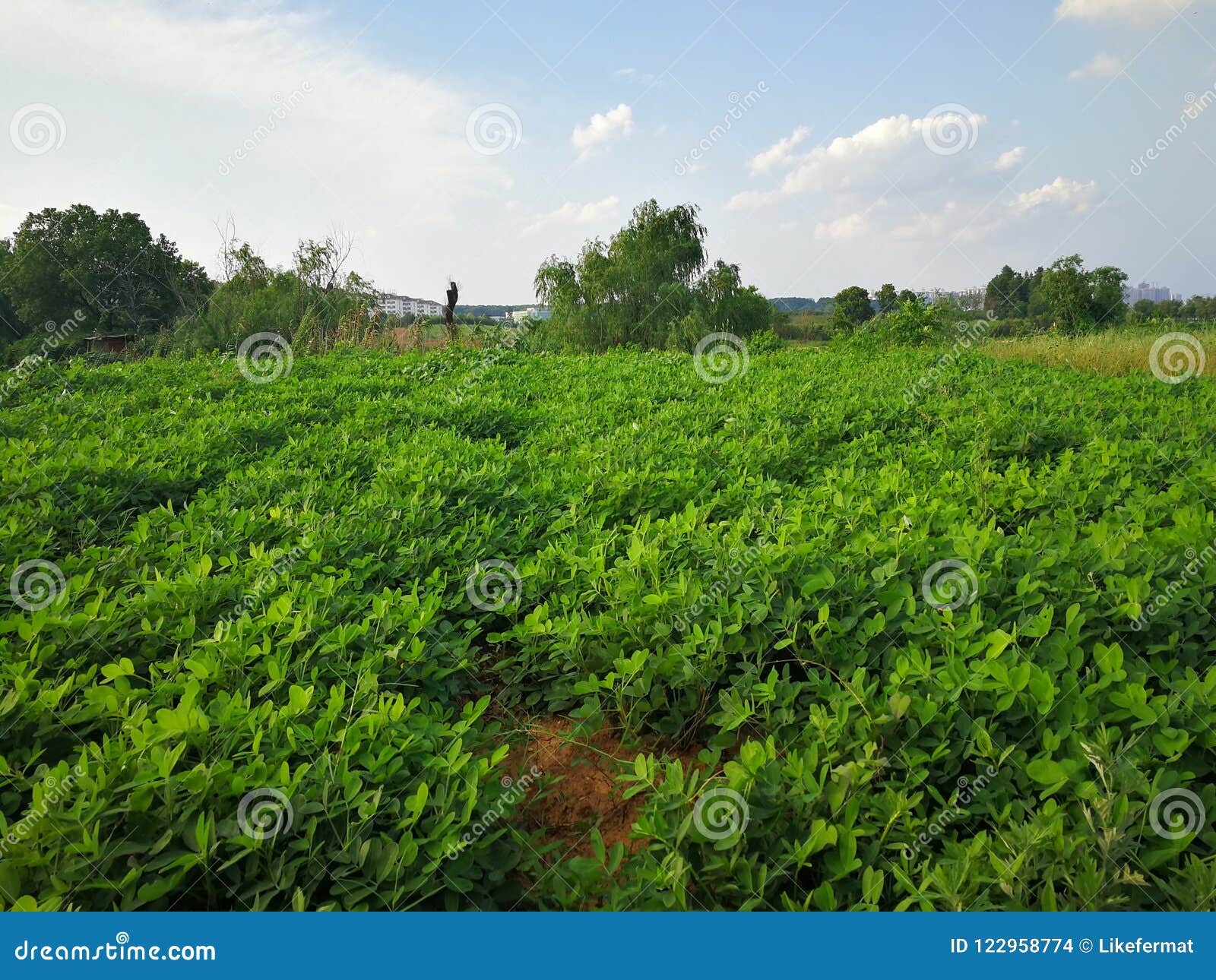 Peanut field stock photo. Image of plant, field, peanut - 122958774
