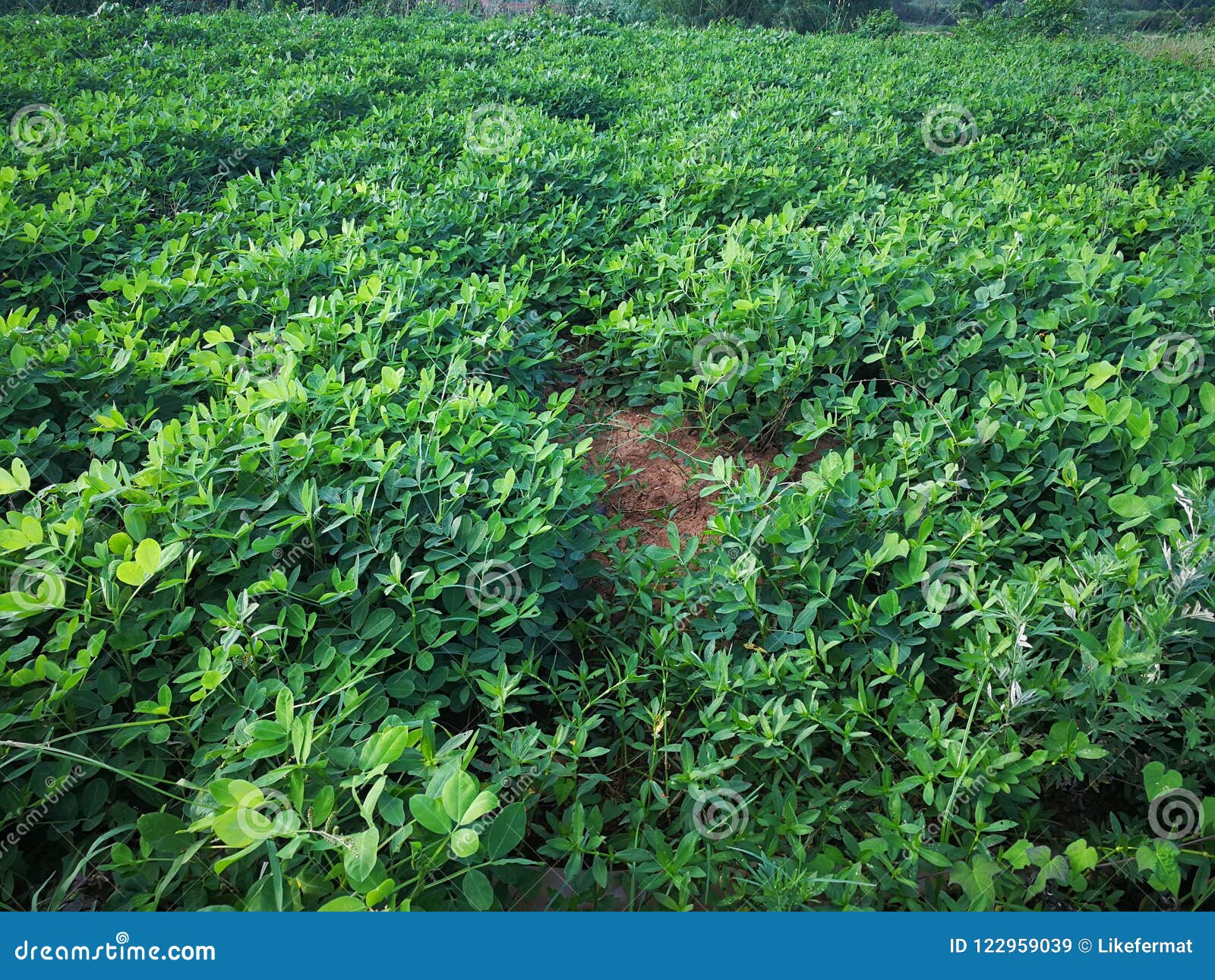 Peanut field stock image. Image of green, leaf, field - 122959039