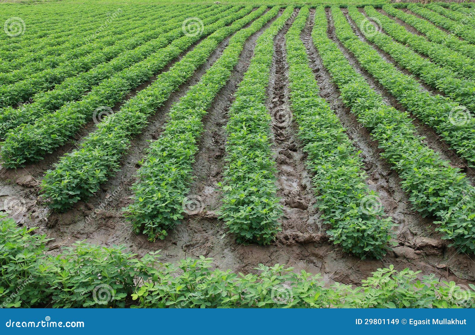 Rows of peanut plants stock image. Image of garden, greenery - 29801149