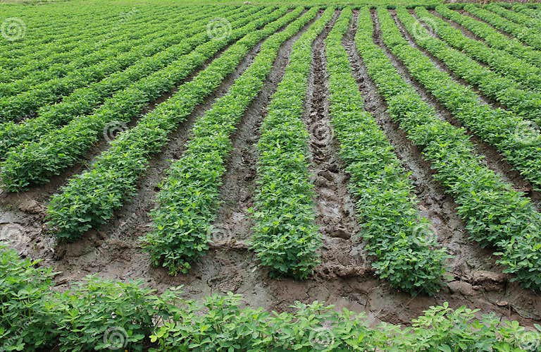 Rows of peanut plants stock image. Image of garden, greenery - 29801149