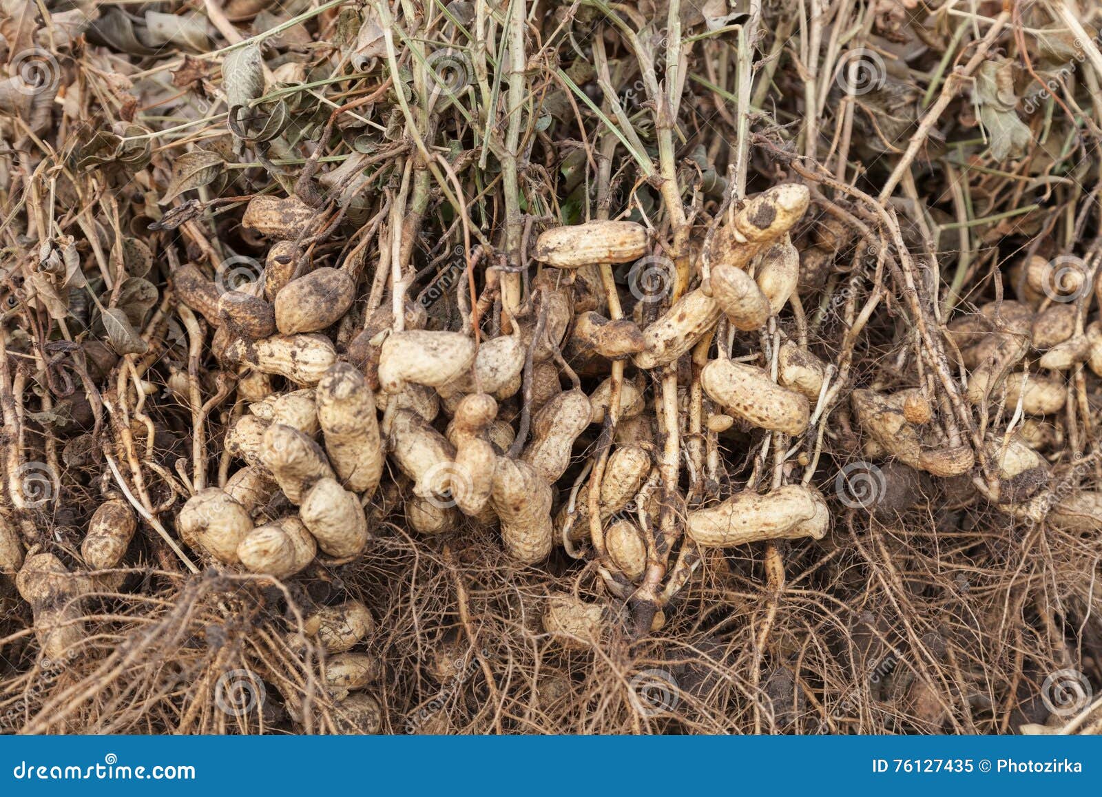 Peanut Plants with Roots Closeup Stock Image - Image of peanut, closeup ...