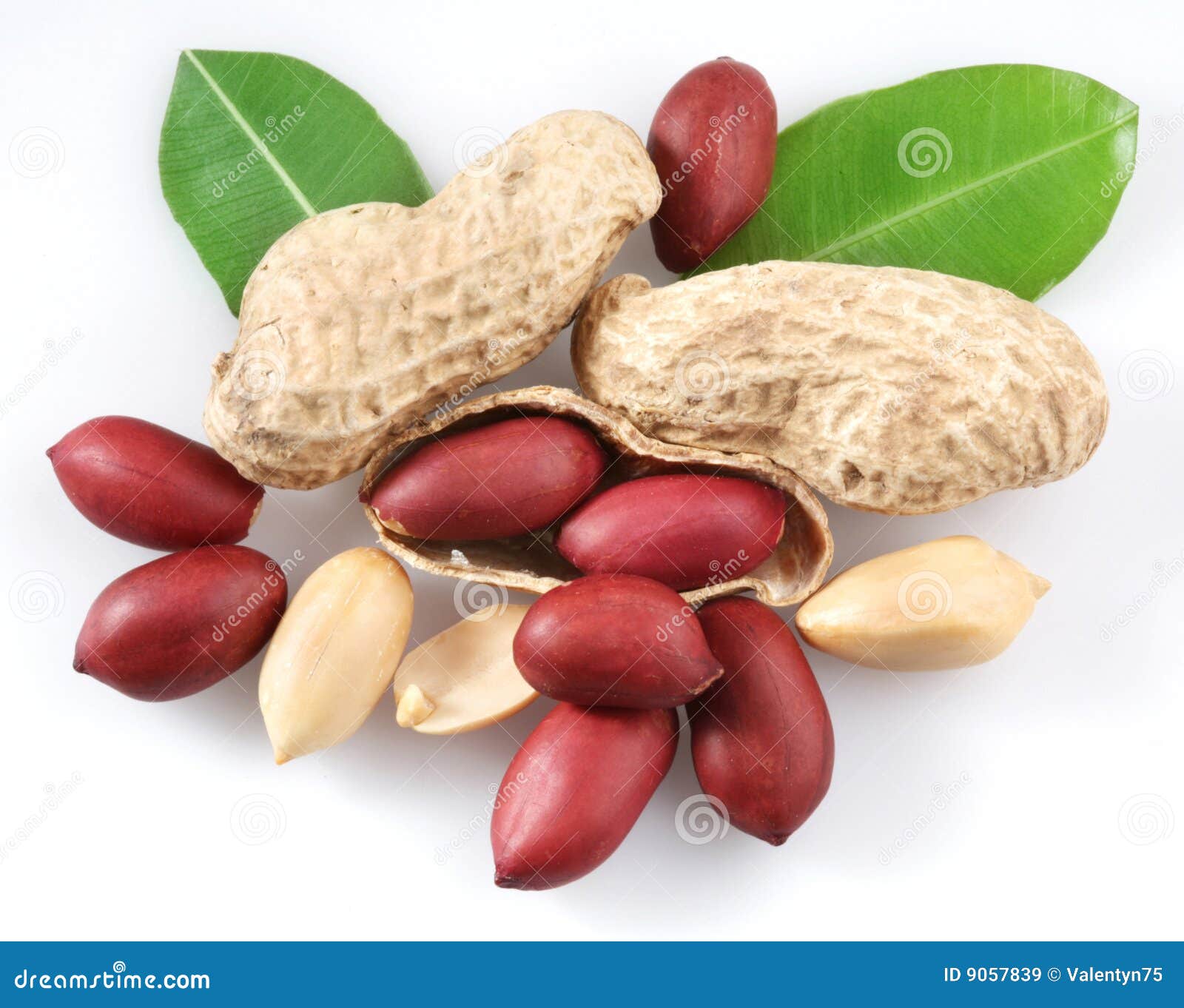 Peanut with pods stock image. Image of leaflet, ground - 9057839