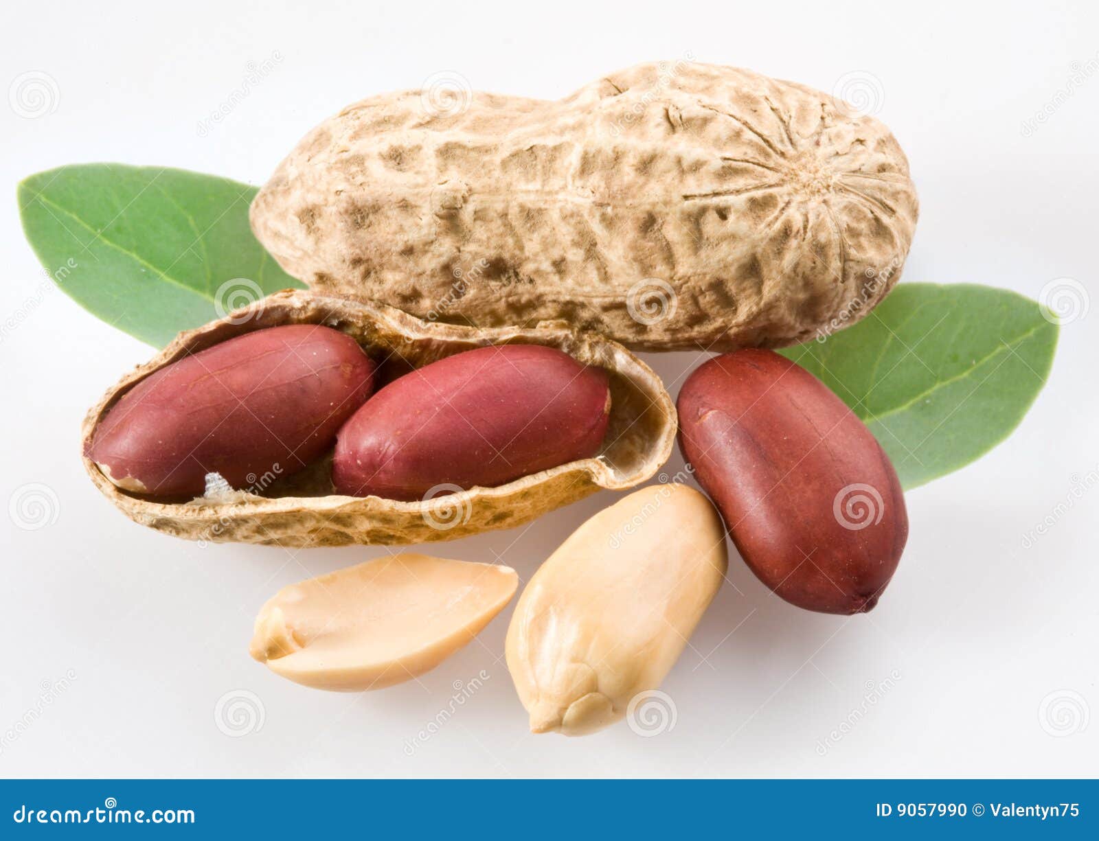Peanut With Pods Stock Photo - Image: 9057990
