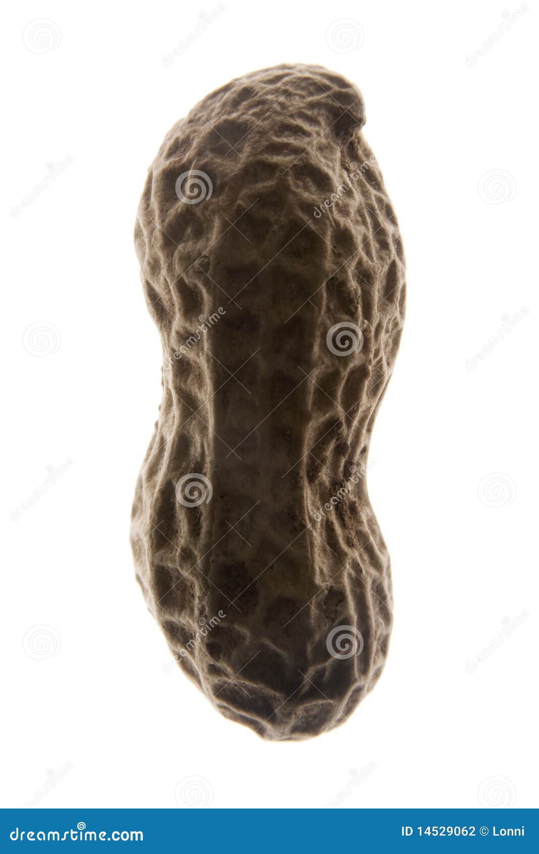 Peanut in Profile stock photo. Image of brown, shell - 14529062