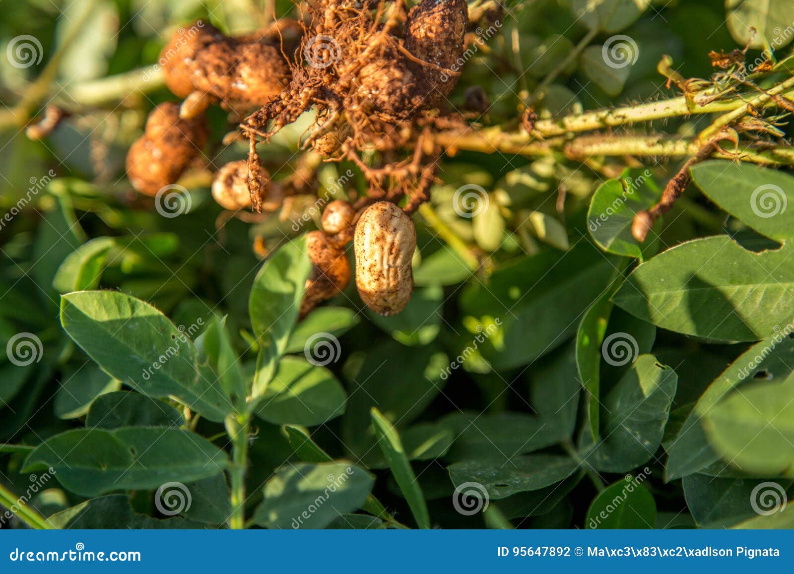 Peanut seed plant natural stock photo. Image of roots - 95647892