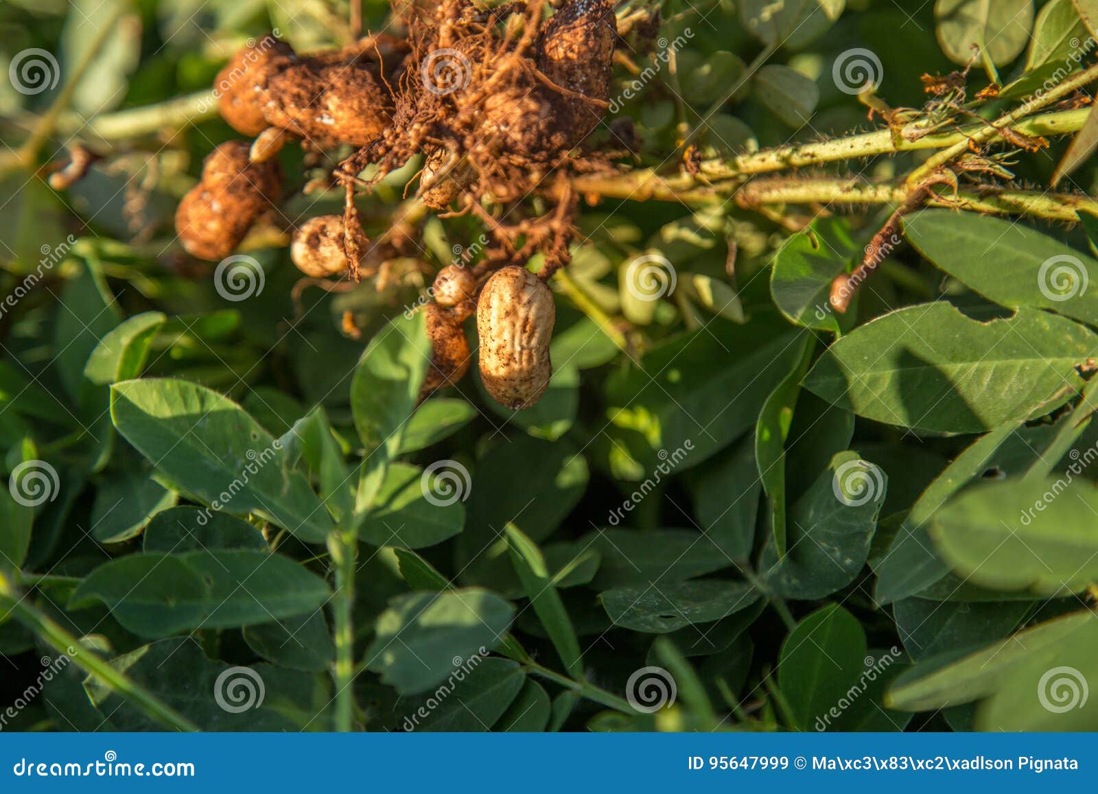 Peanut seed plant natural stock image. Image of vegetable - 95647999