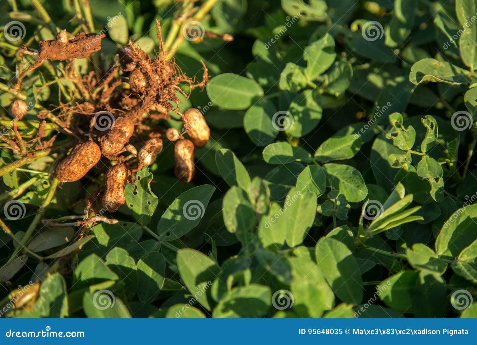 Peanut seed plant natural stock image. Image of nature - 95648035