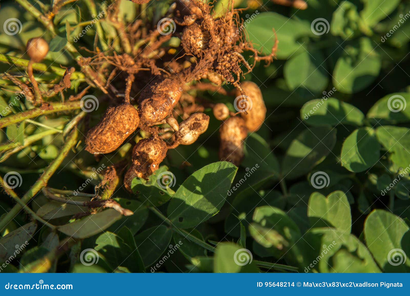 Peanut seed plant natural stock photo. Image of peanut - 95648214