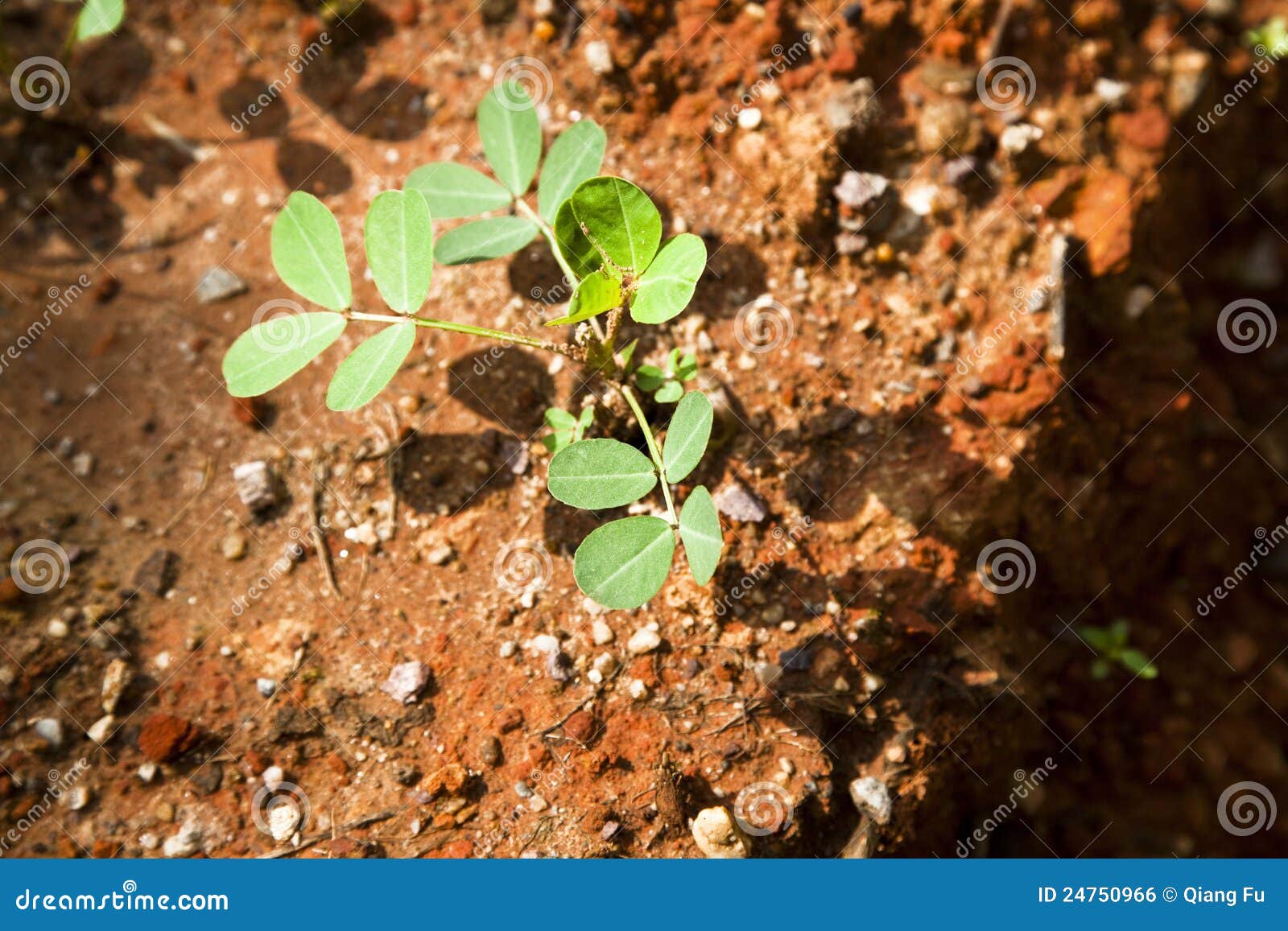 Peanut seedling stock photo. Image of nuts, beginnings - 24750966