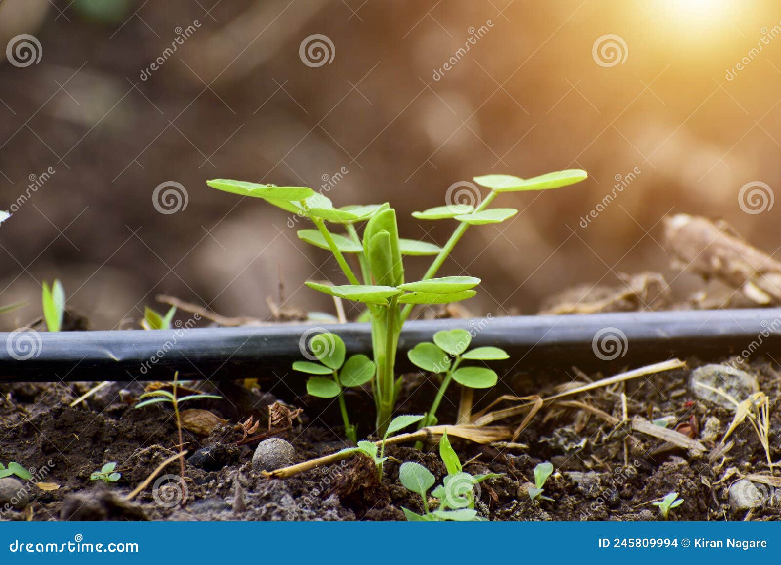 Peanut seedling stock photo. Image of field, sprout - 245809994