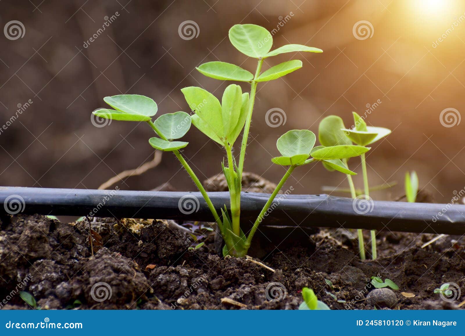 Peanut seedling stock photo. Image of garden, health - 245810120