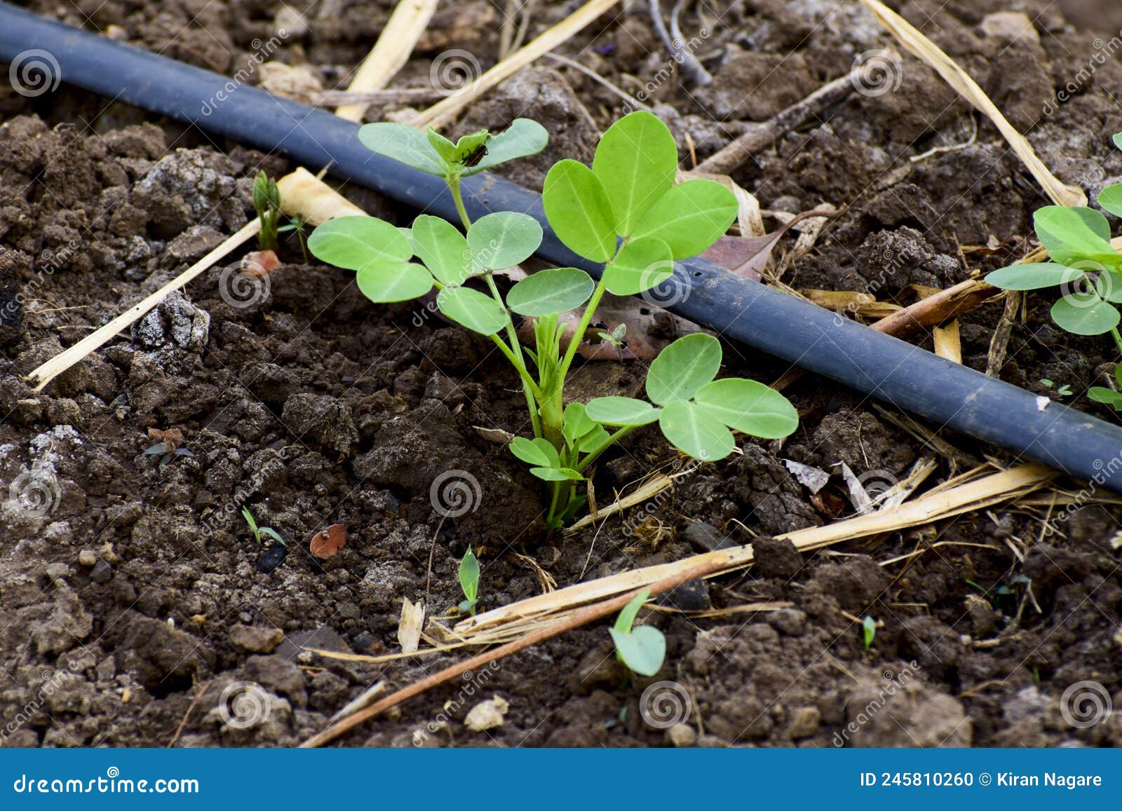 Peanut seedling stock photo. Image of fresh, natural - 245810260