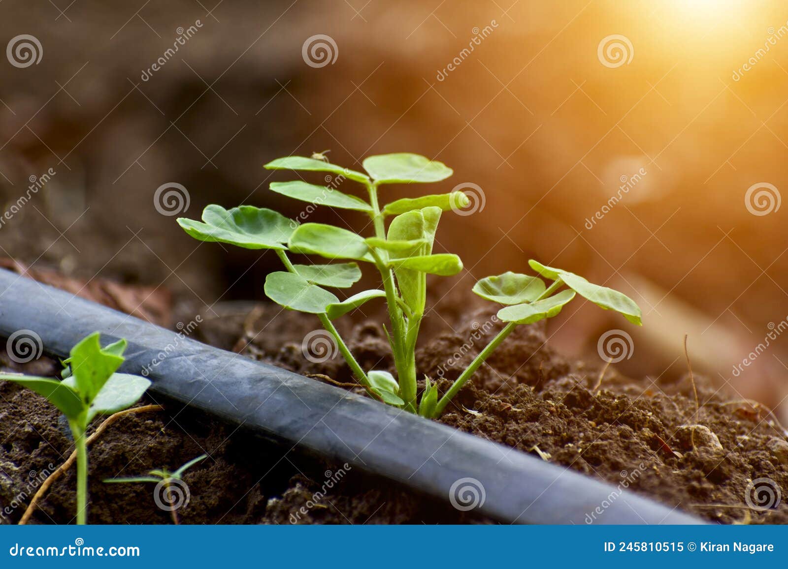 Peanut seedling stock image. Image of fresh, leaf, nature - 245810515