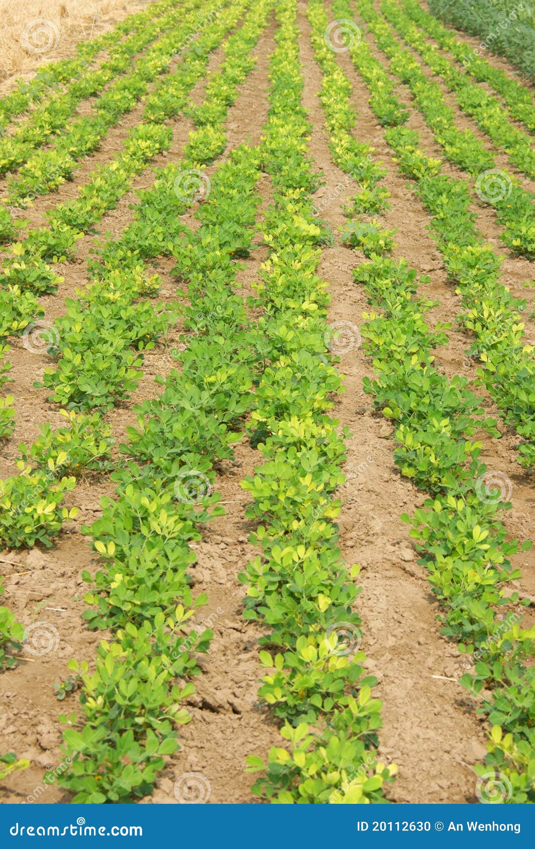 Peanut seedlings stock photo. Image of green, vine, peanuts - 20112630