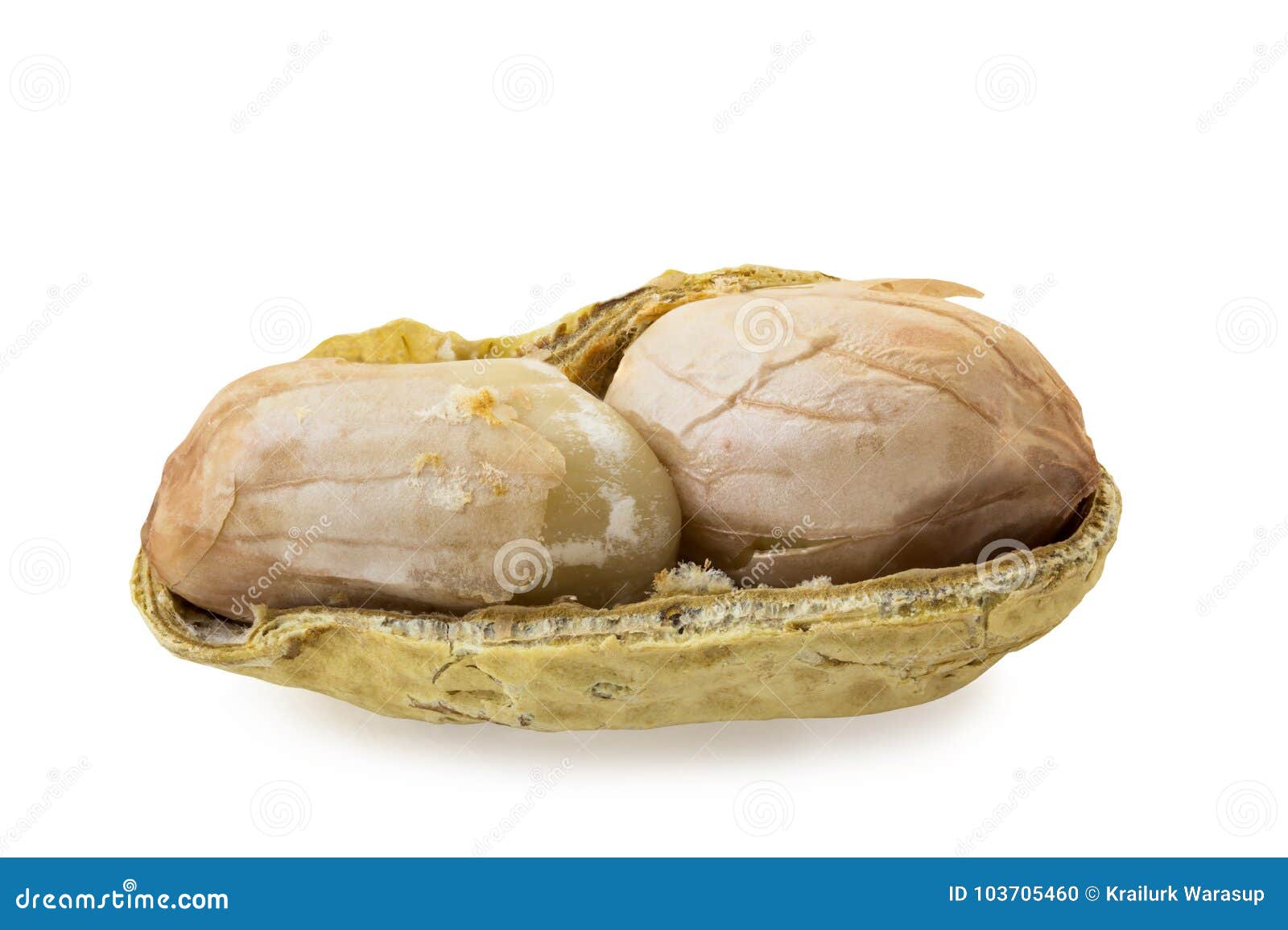 Peanut seeds` inside stock photo. Image of healthy, goober - 103705460