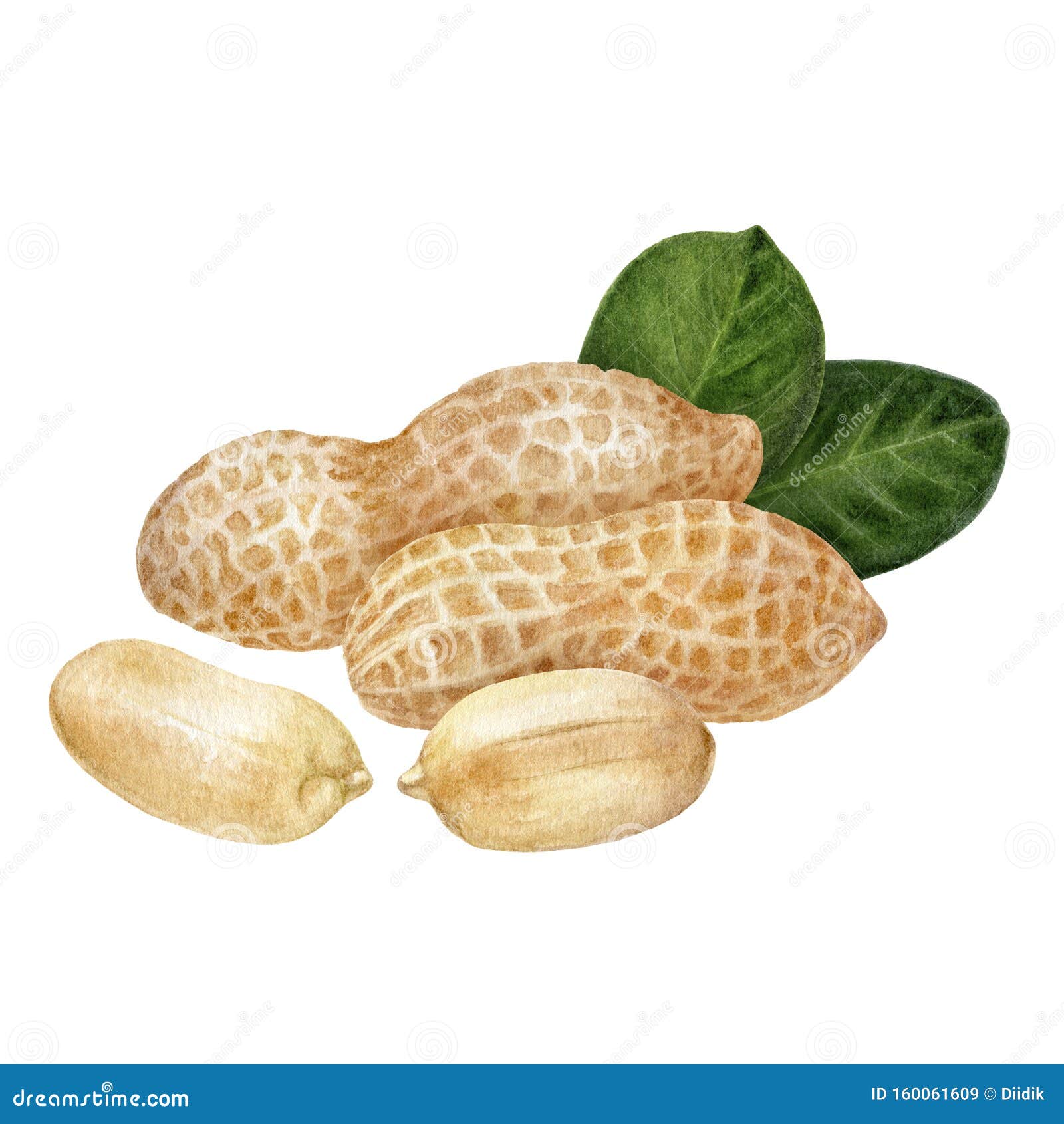Peanut Set Composition Watercolor Isolated on White Background Stock ...