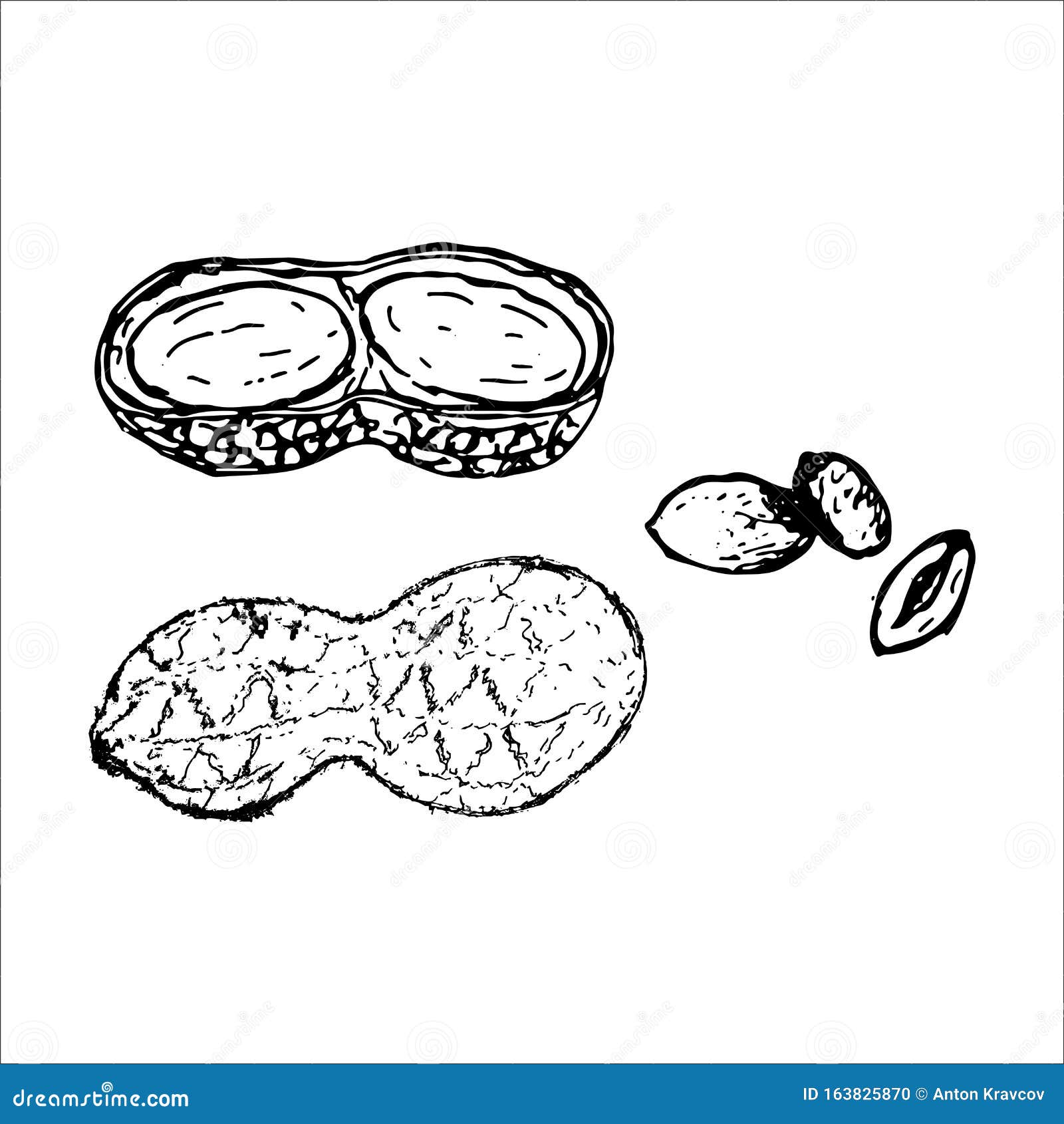 Peanut Set. Ink Sketch of Nuts Stock Illustration - Illustration of ...