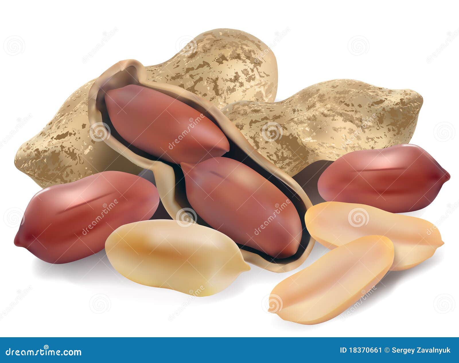 Peanut in a Shell and Cleared Stock Vector - Illustration of cracked ...