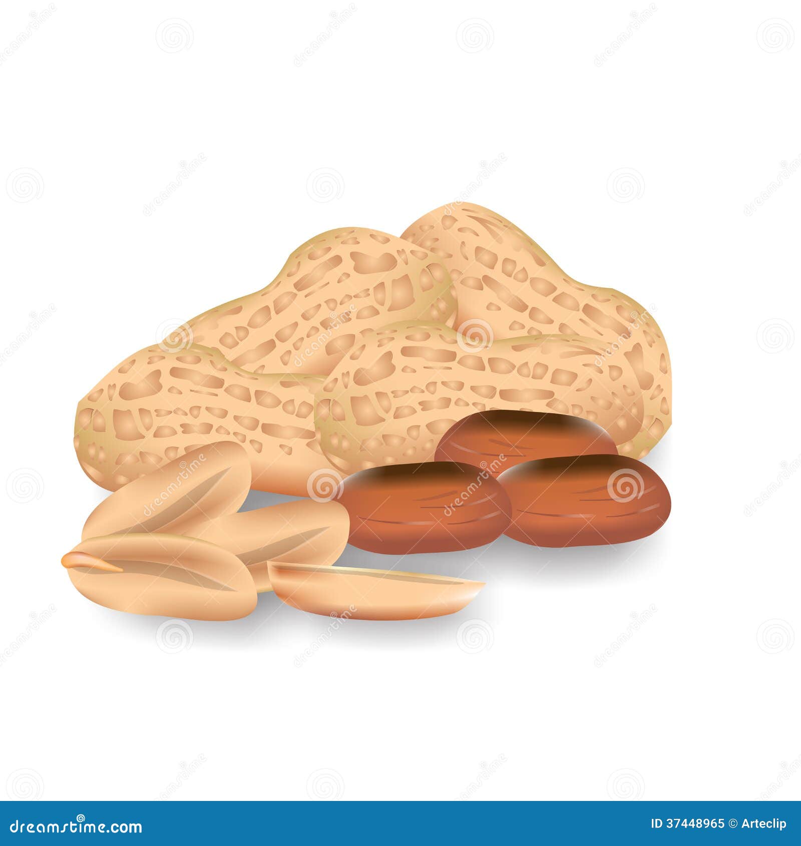 Peanut in a Shell and Cleared Stock Illustration - Illustration of ...