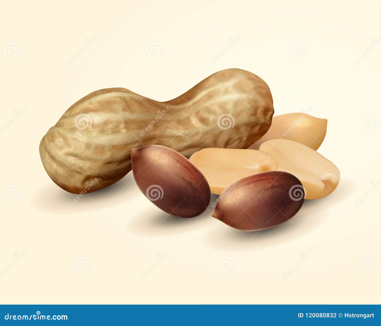 Peanut in shell stock vector. Illustration of isolated - 120080832