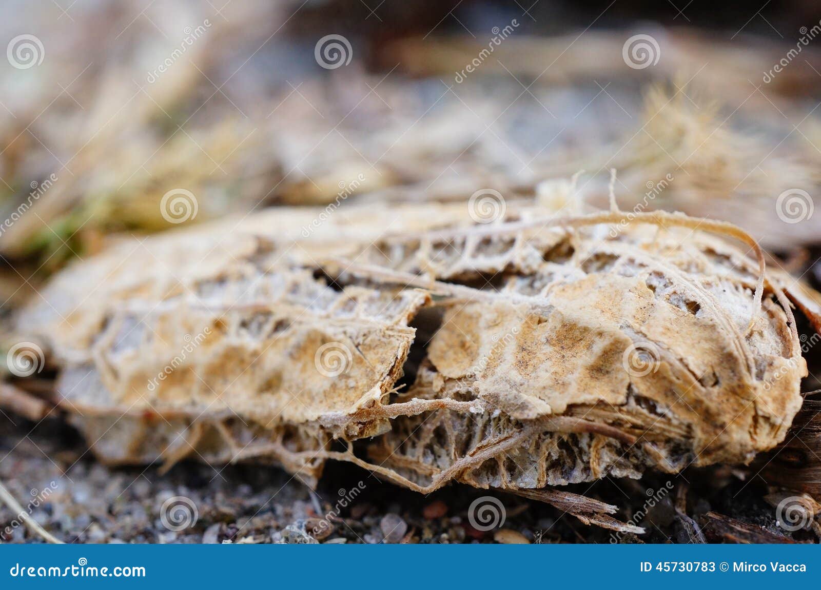 Peanut shell stock image. Image of outdoor, ground, shell - 45730783