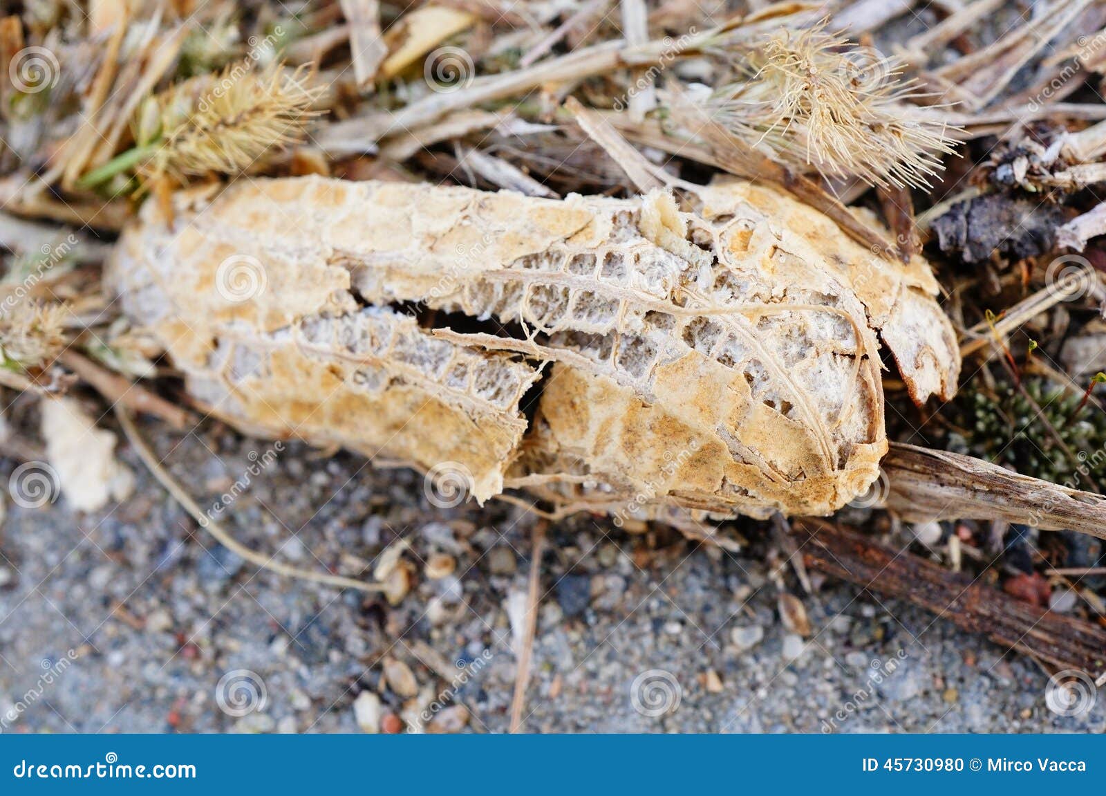 Peanut shell stock photo. Image of pollinator, insect - 45730980