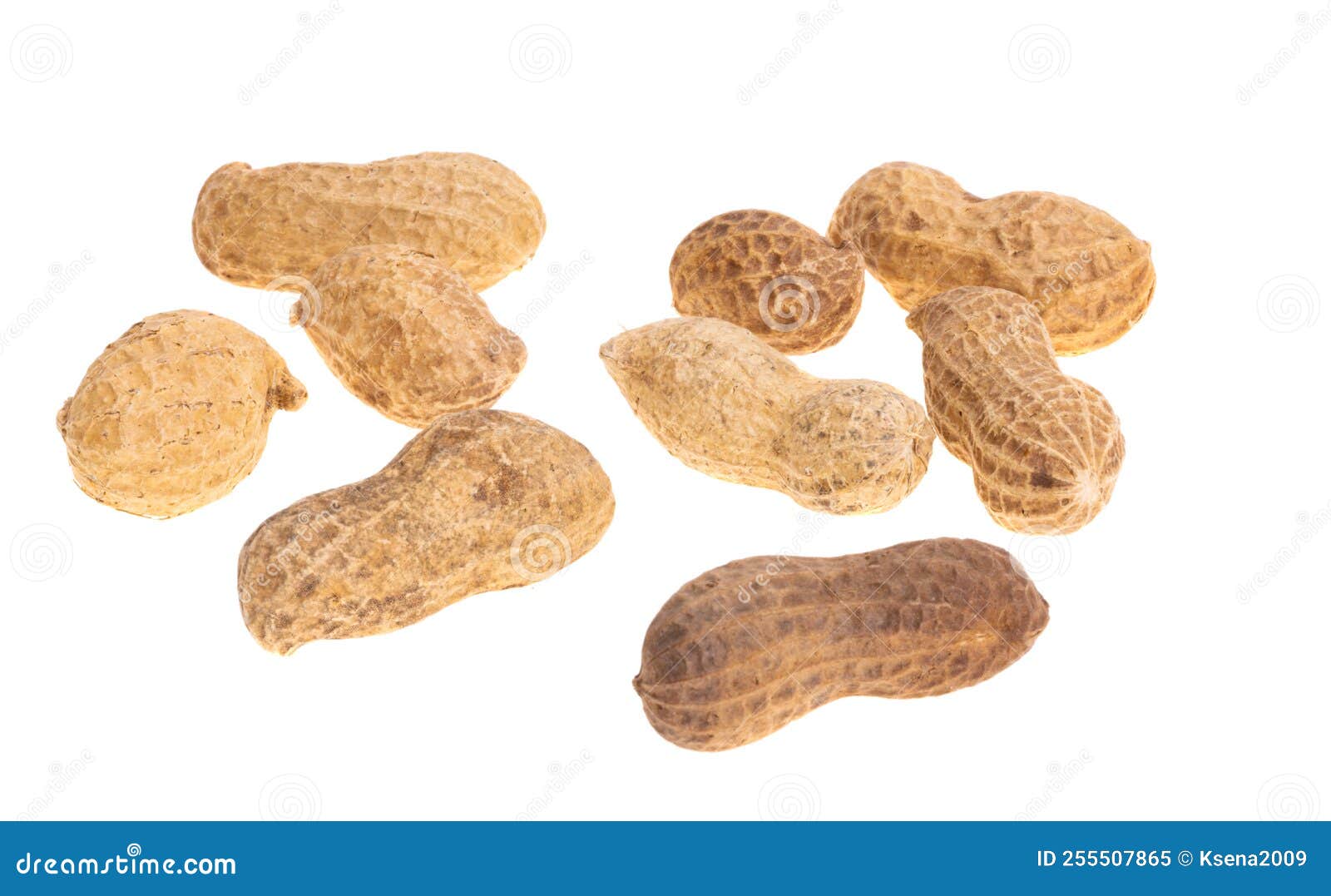 Peanut in shell isolated stock image. Image of groundnut - 255507865