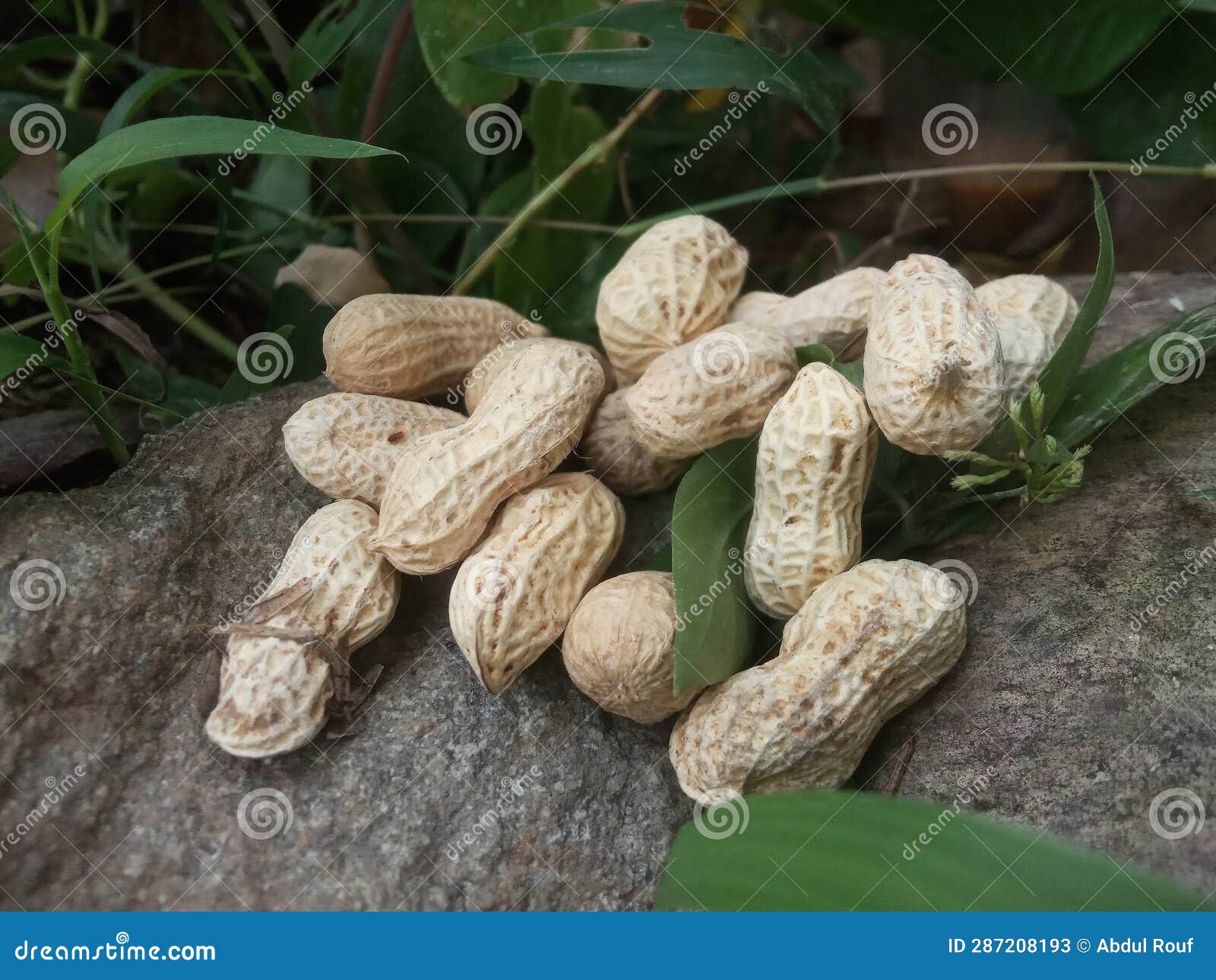 Peanut Shell on a Rock with Green Grass Stock Image - Image of dish ...