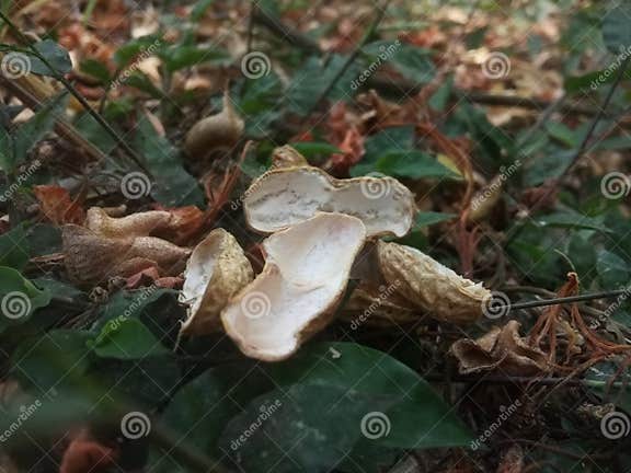 Peanut Shells on the Grass with Dry Leaves Stock Image - Image of ...