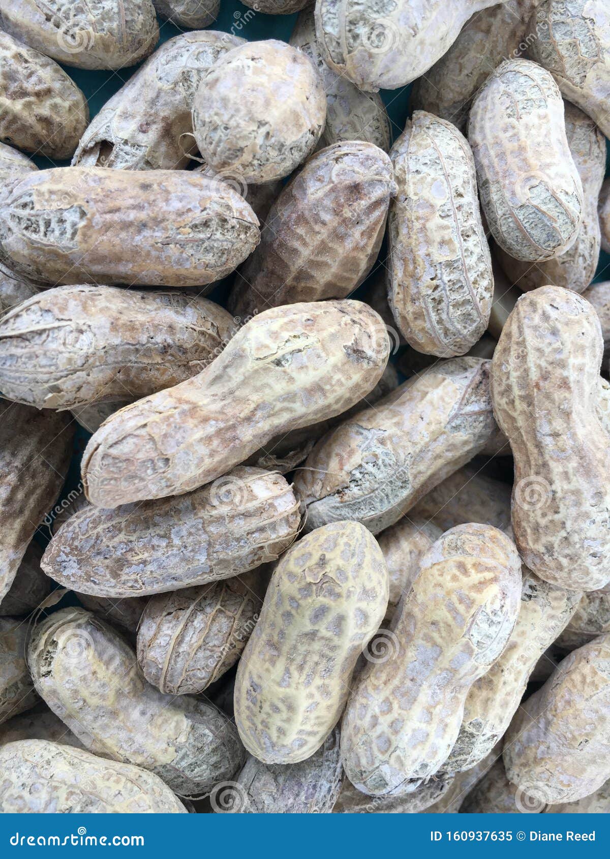Peanut Shells stock image. Image of peanuts, shells - 160937635
