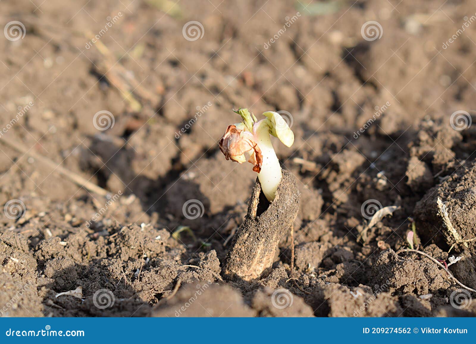 Peanuts Stages Photos - Free & Royalty-Free Stock Photos from Dreamstime