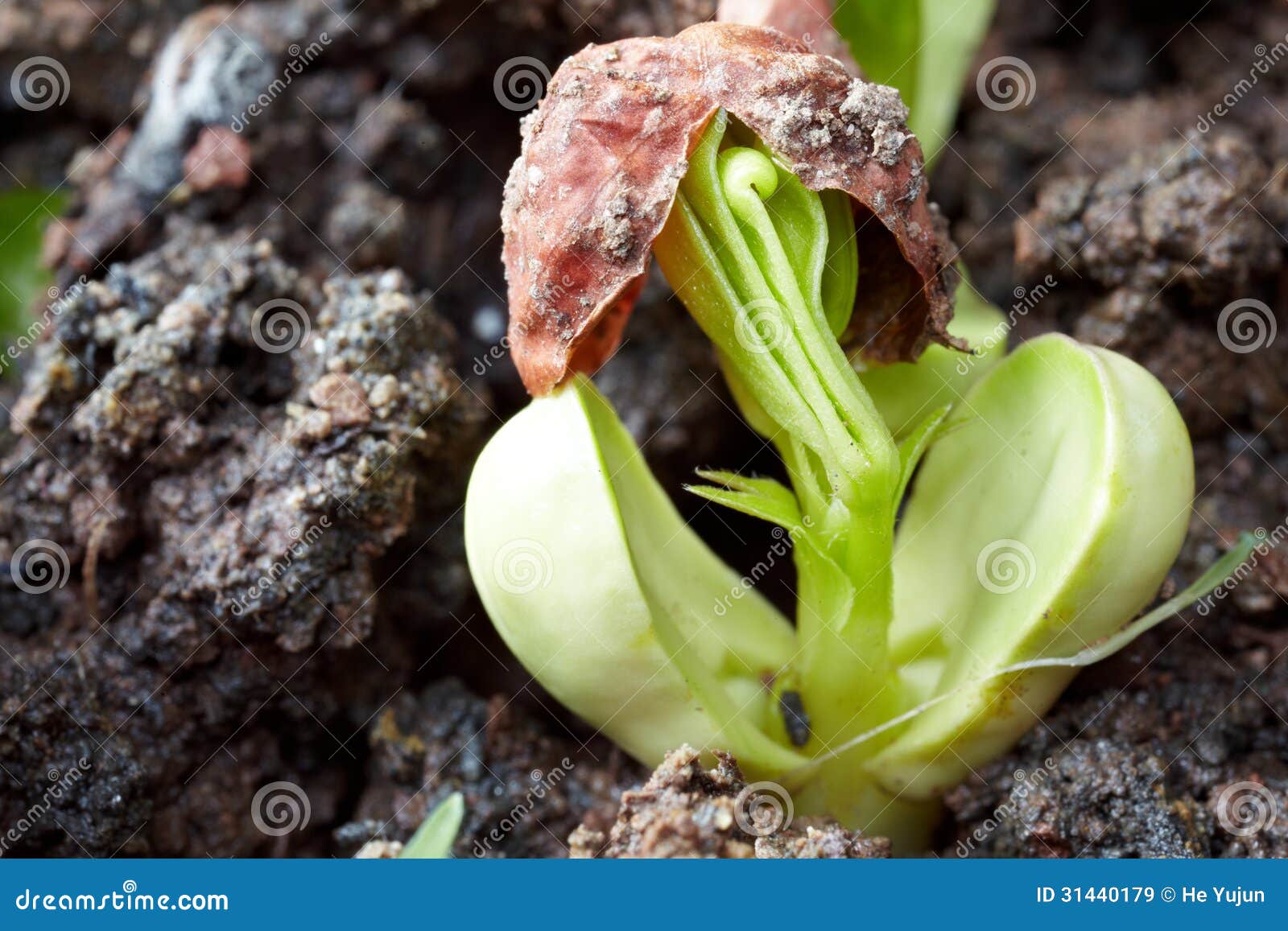 Peanut sprout stock image. Image of plant, chit, macro - 31440179