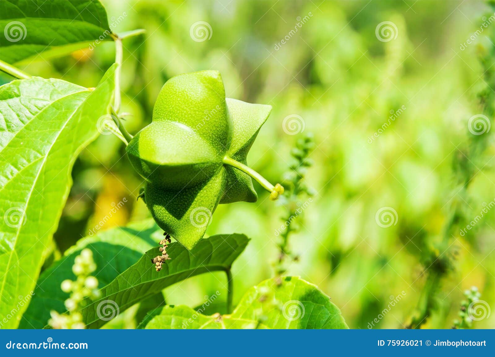 Peanut Star Shape from Tree Stock Image - Image of cuisine, tasty: 75926021
